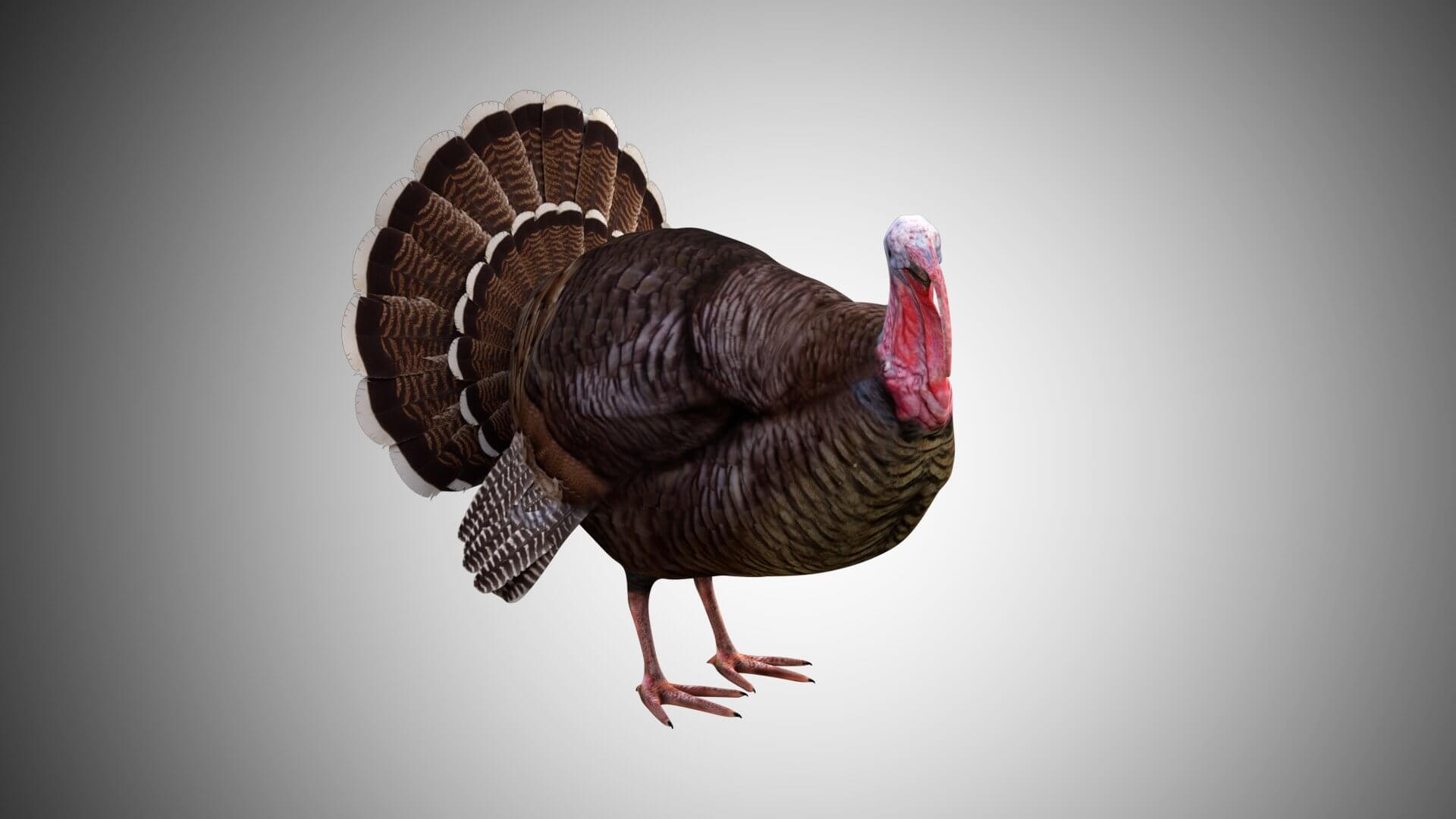 Turkey - 3D Model by george55555