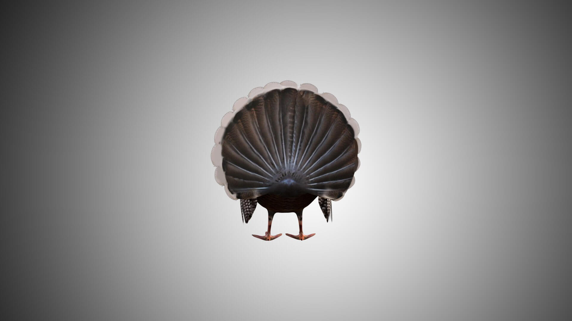 Turkey - 3D Model by george55555