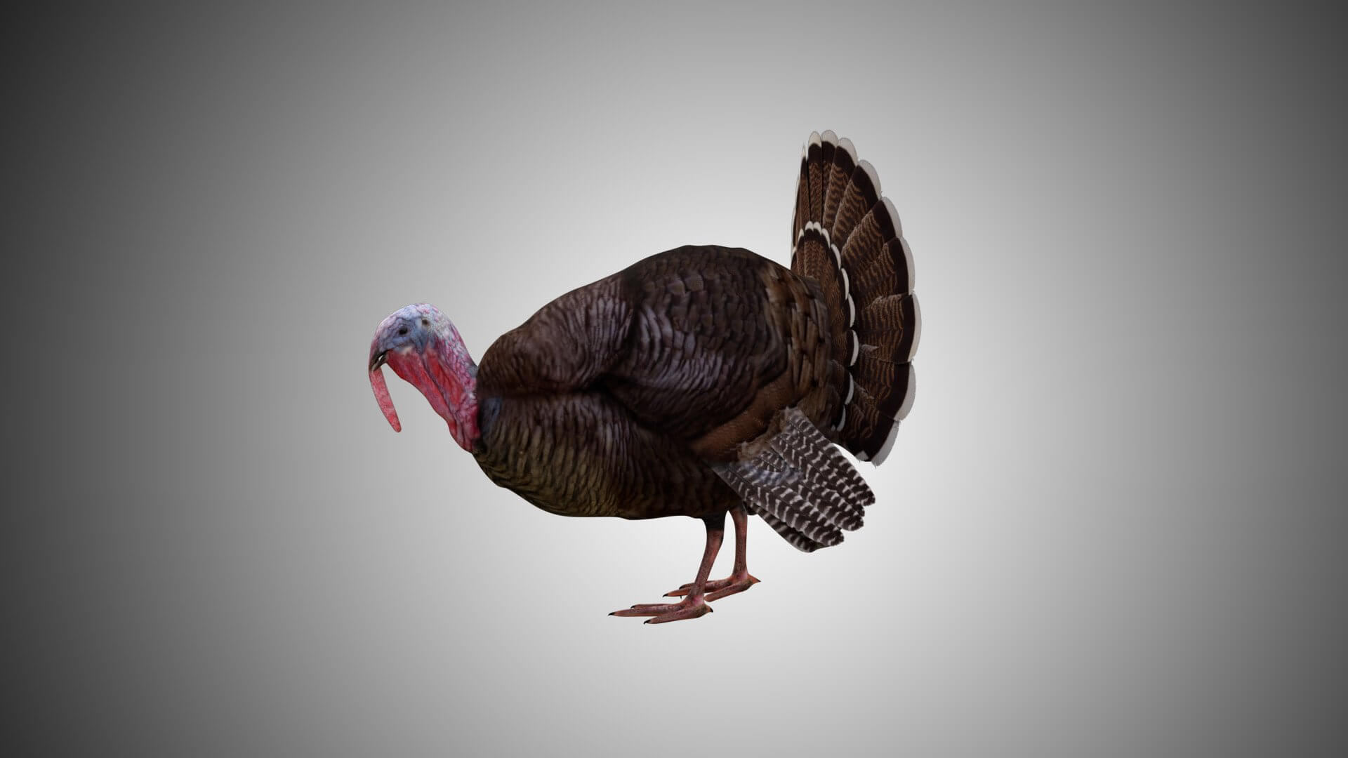 Turkey - 3D Model by george55555