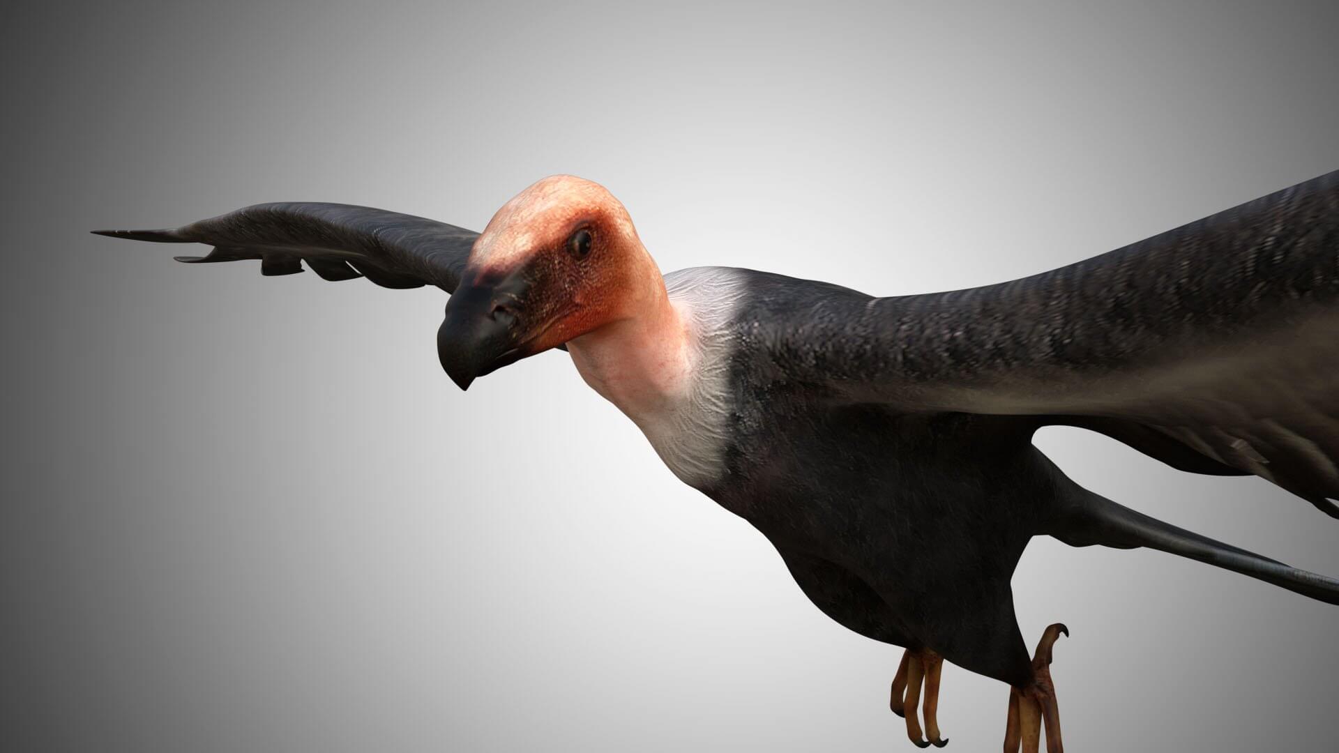 Vulture Condor - 3D Model by george55555