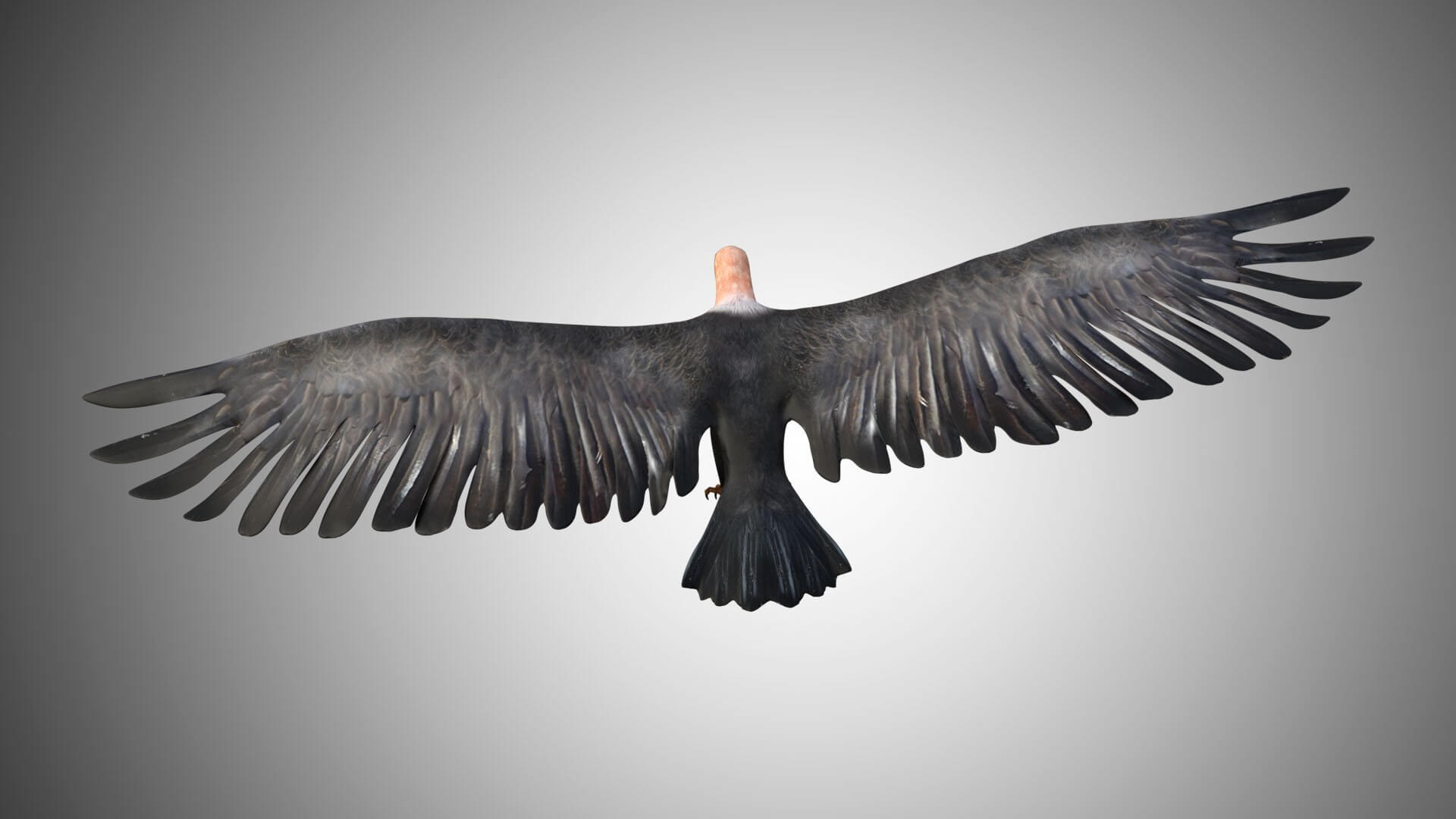 Vulture Condor - 3D Model by george55555