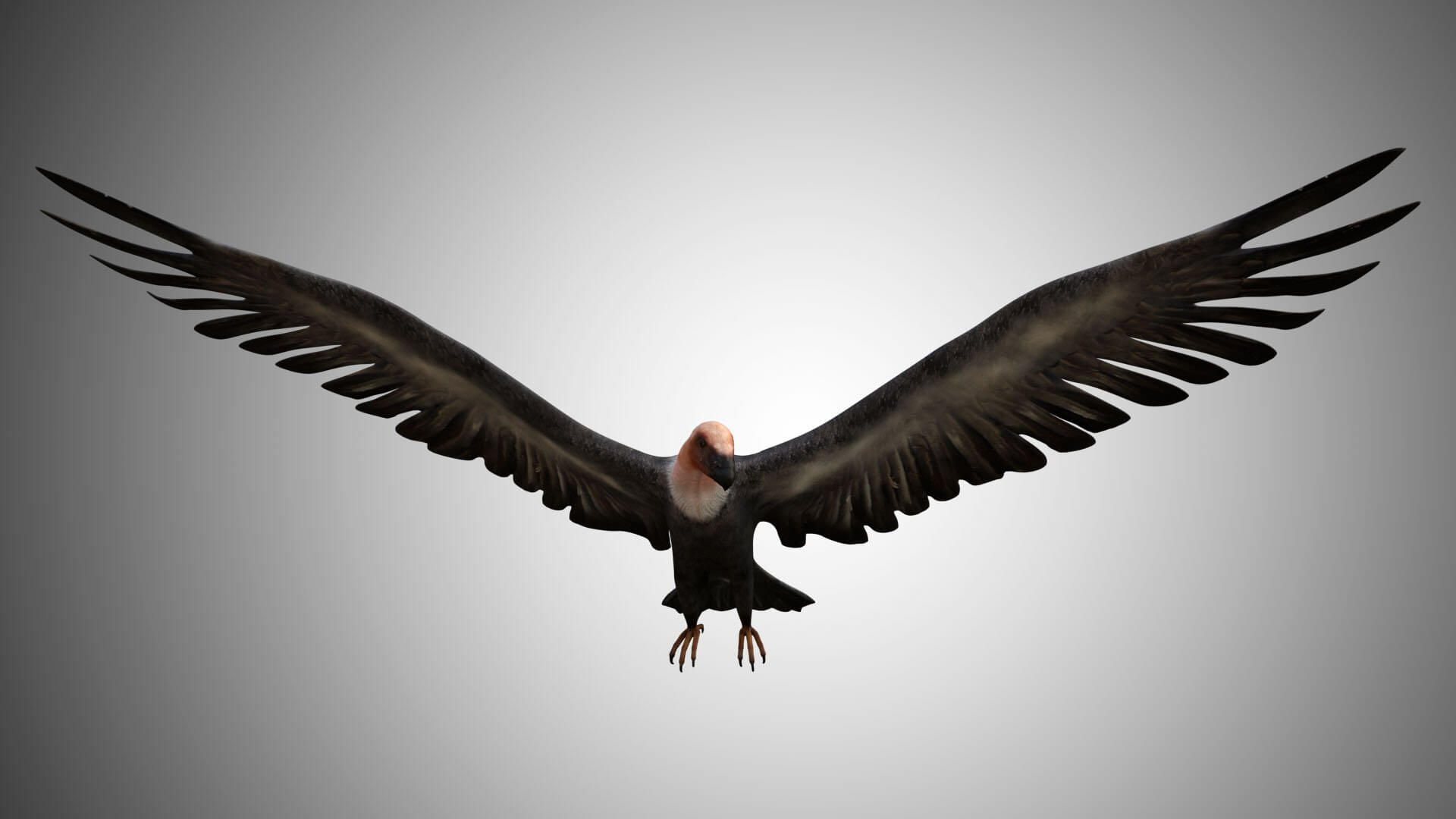 Vulture Condor - 3D Model by george55555