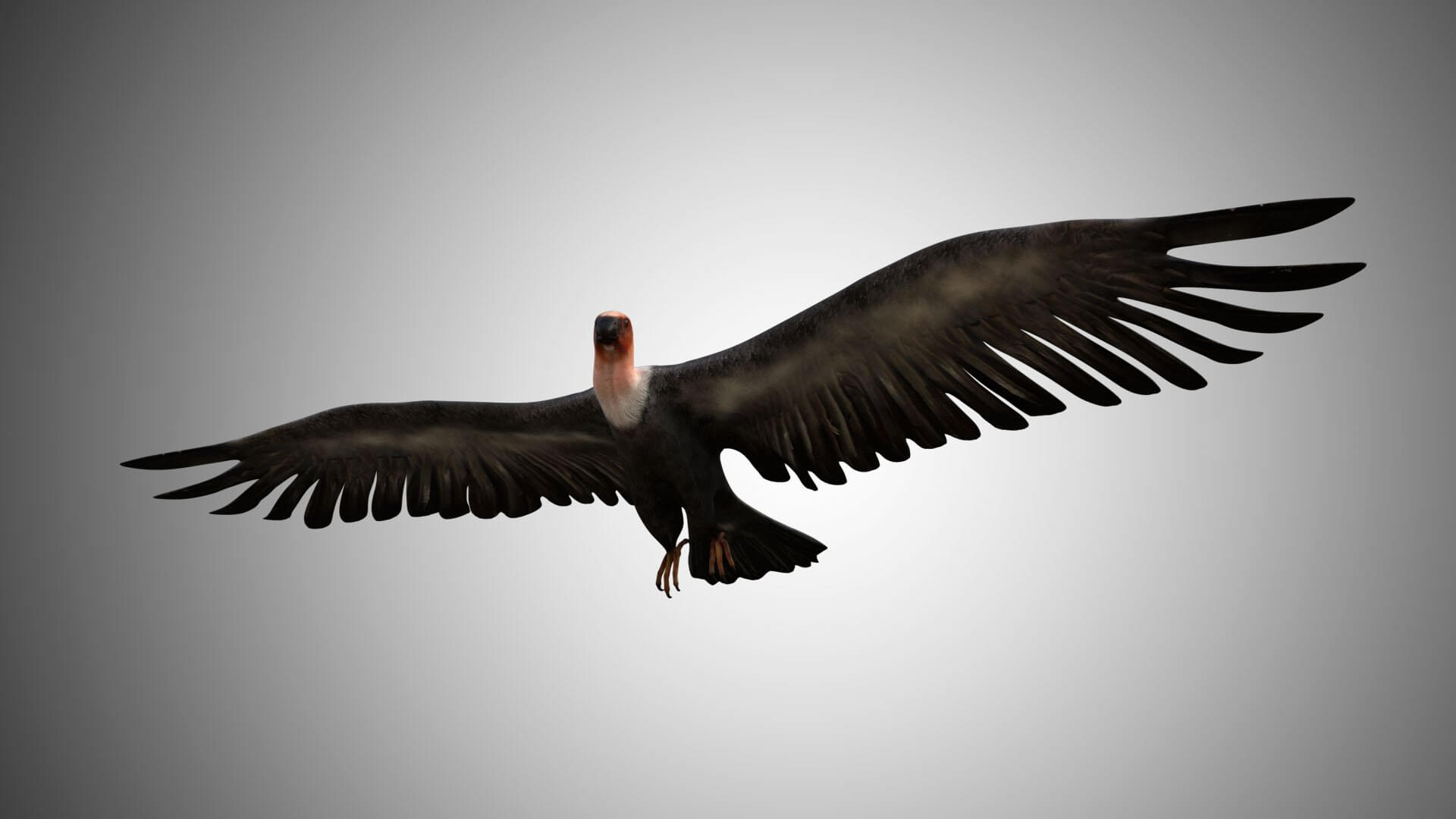 Vulture Condor - 3D Model by george55555