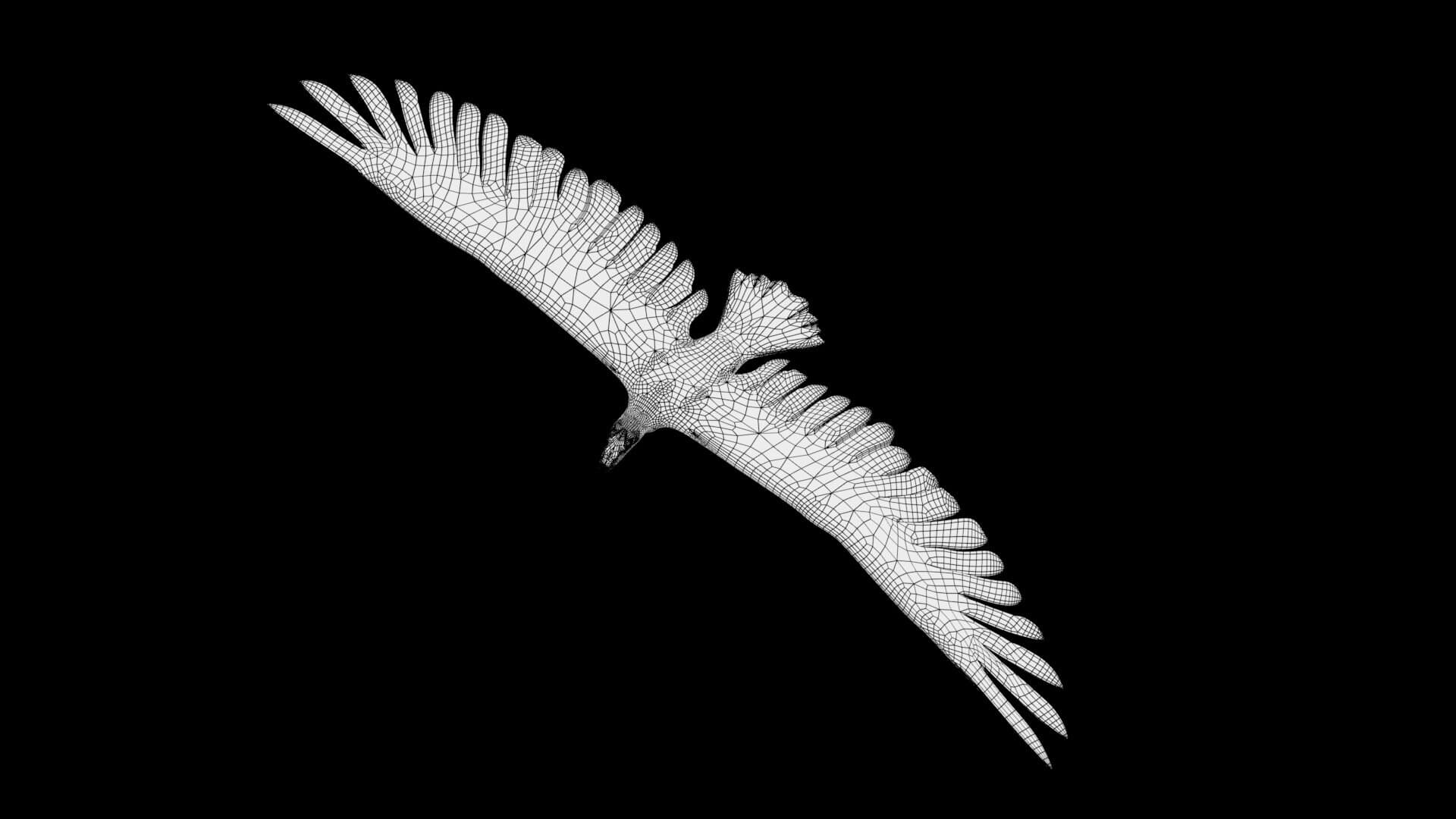 Vulture Condor - 3D Model by george55555