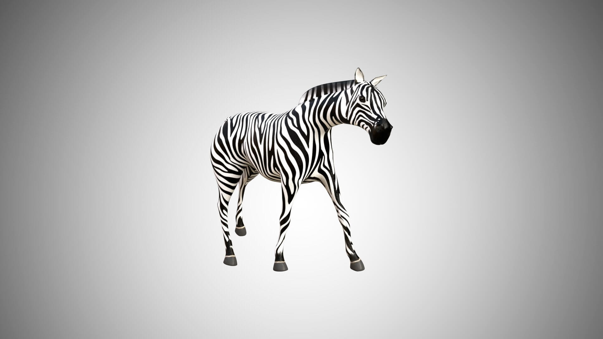 Zebra - 3D Model by george55555