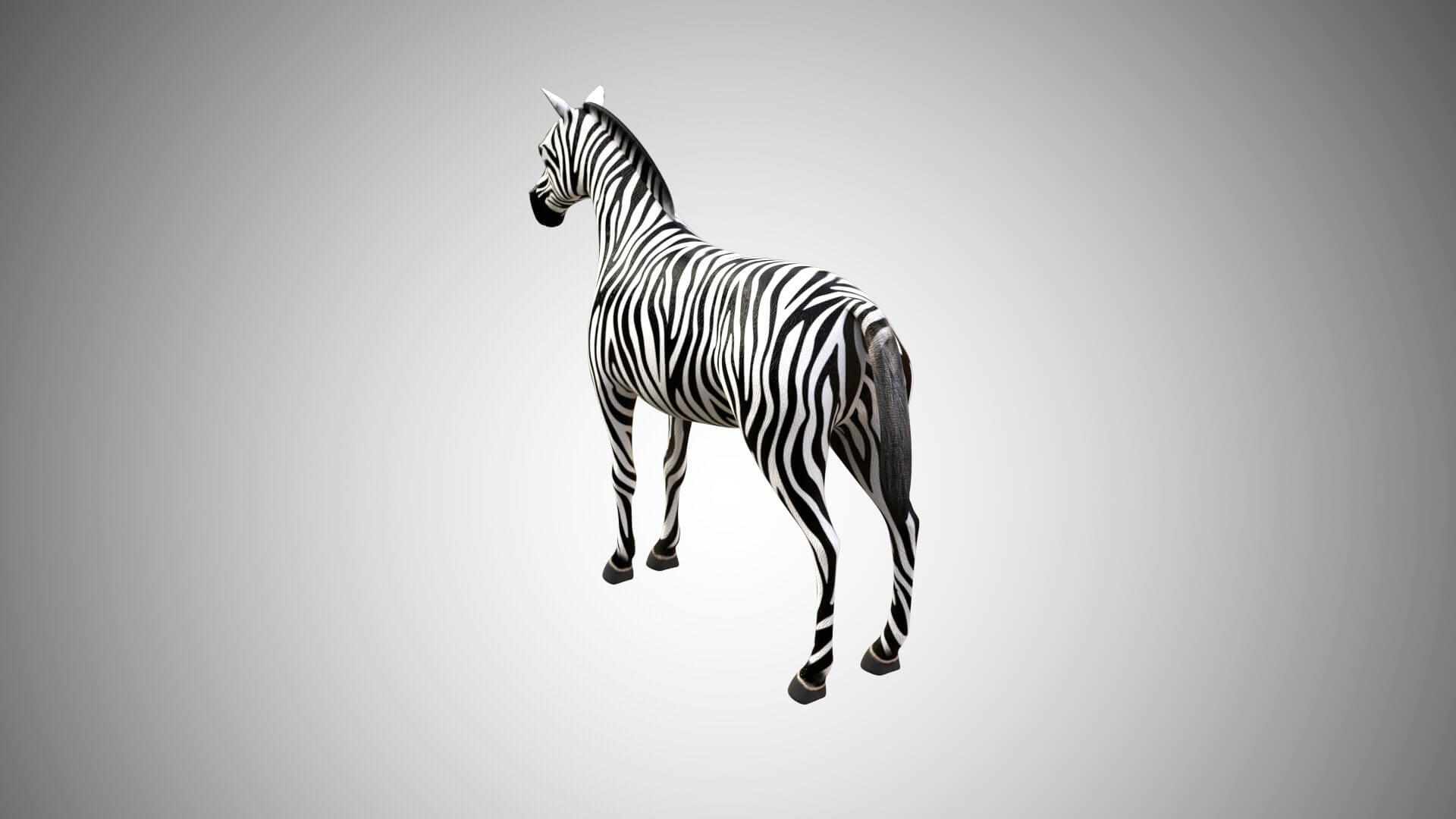 Zebra - 3D Model by george55555