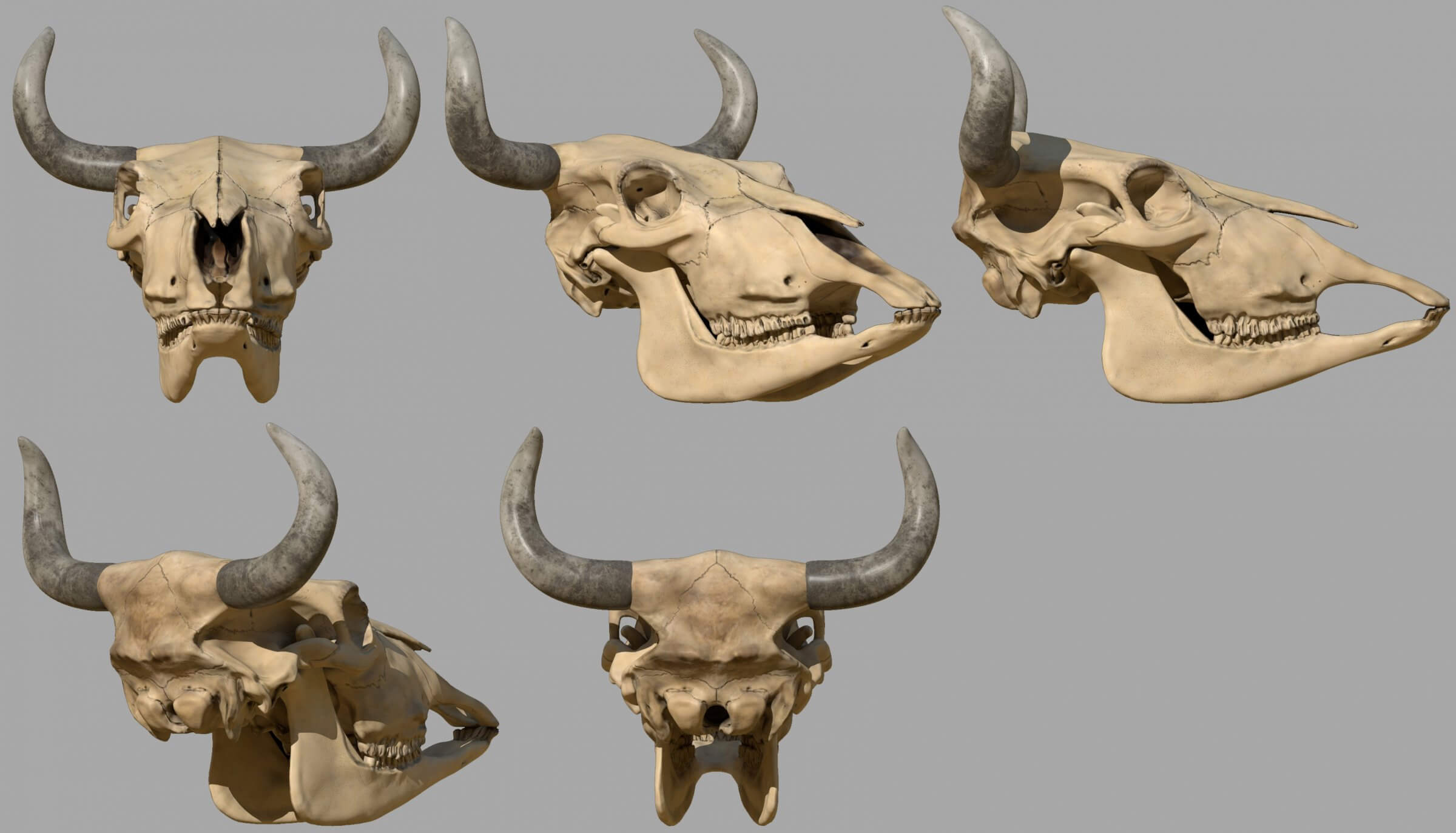 Cattle Skull - 3D Model by Gespenst