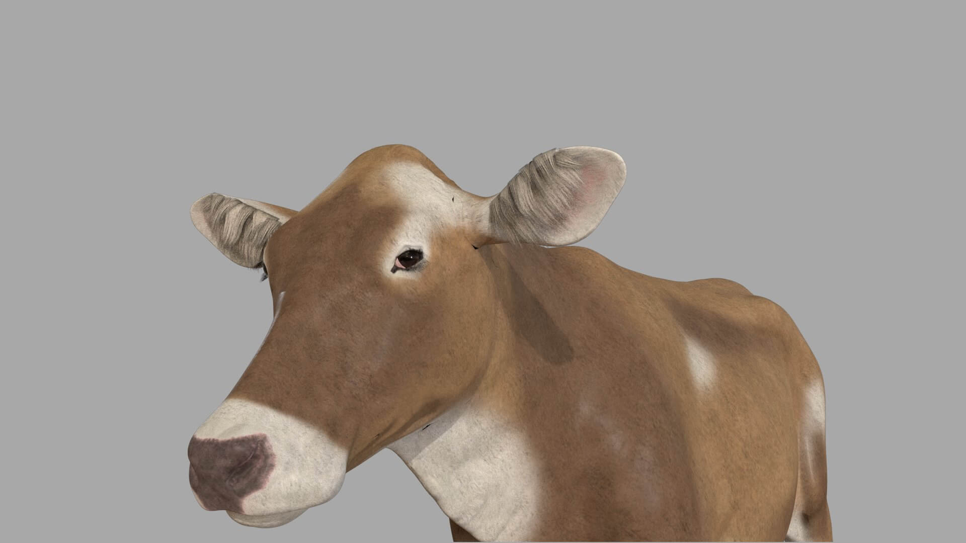 Cattle - 3D Model by Gespenst