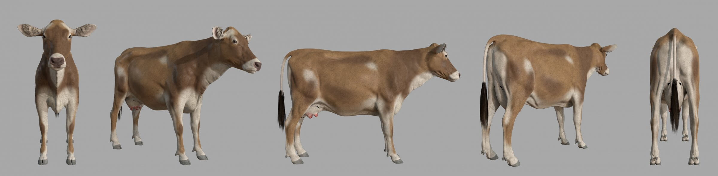 Cattle - 3D Model by Gespenst
