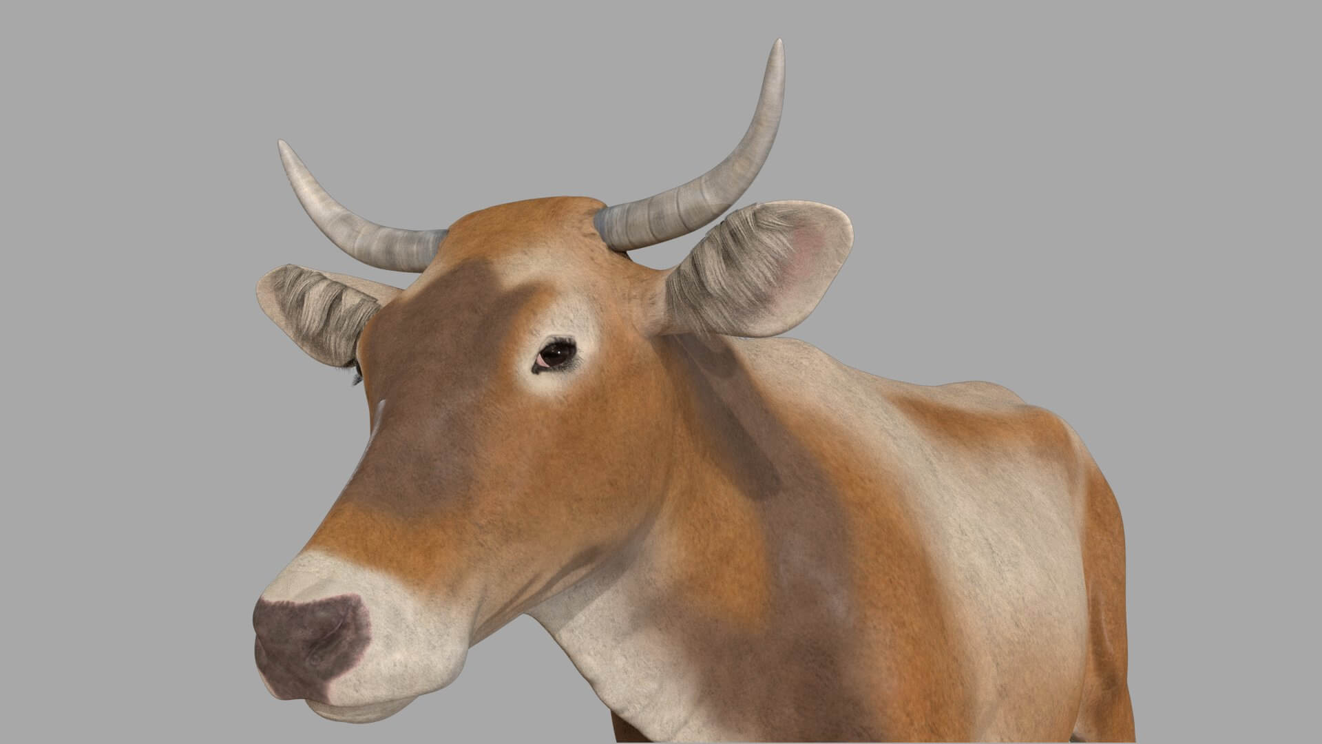 Cattle - 3D Model by Gespenst