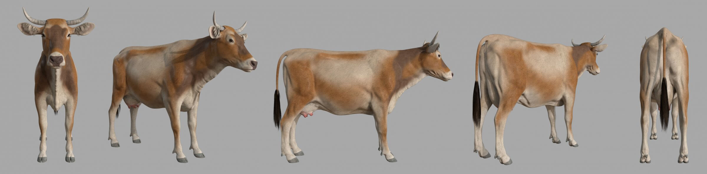 Cattle - 3D Model by Gespenst