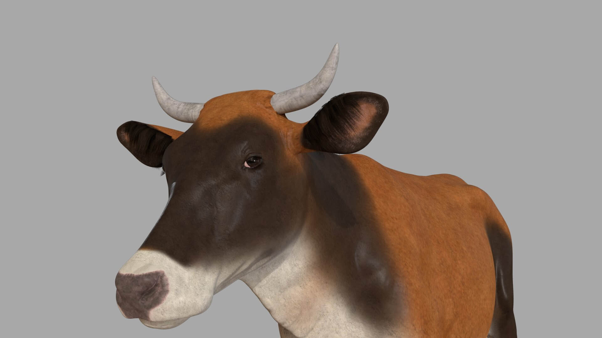 Cattle - 3D Model by Gespenst