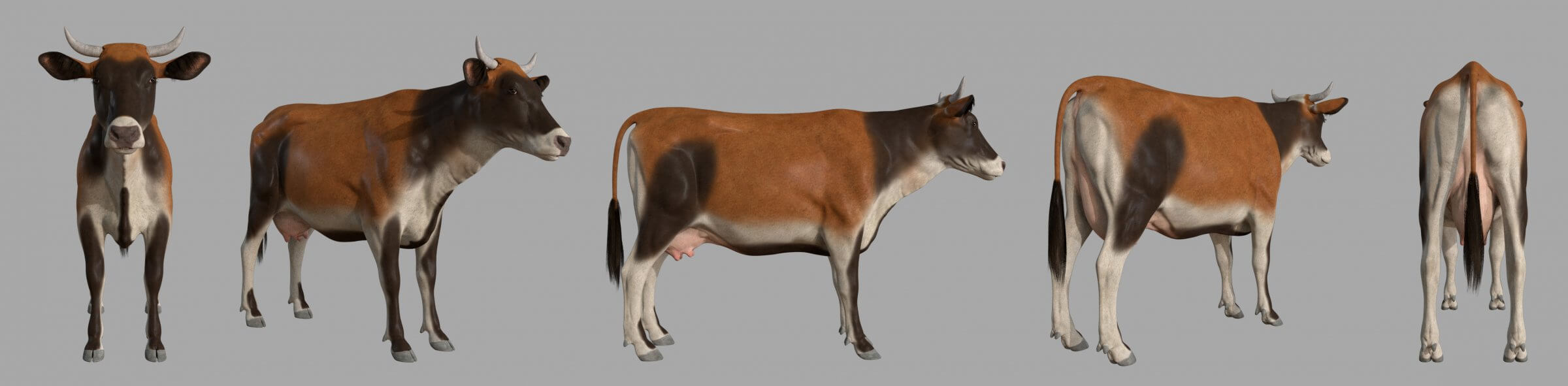 Cattle - 3D Model by Gespenst
