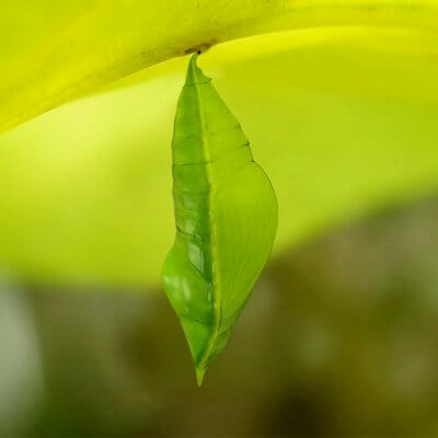 Chrysalis 5 - 3D Model by Gespenst