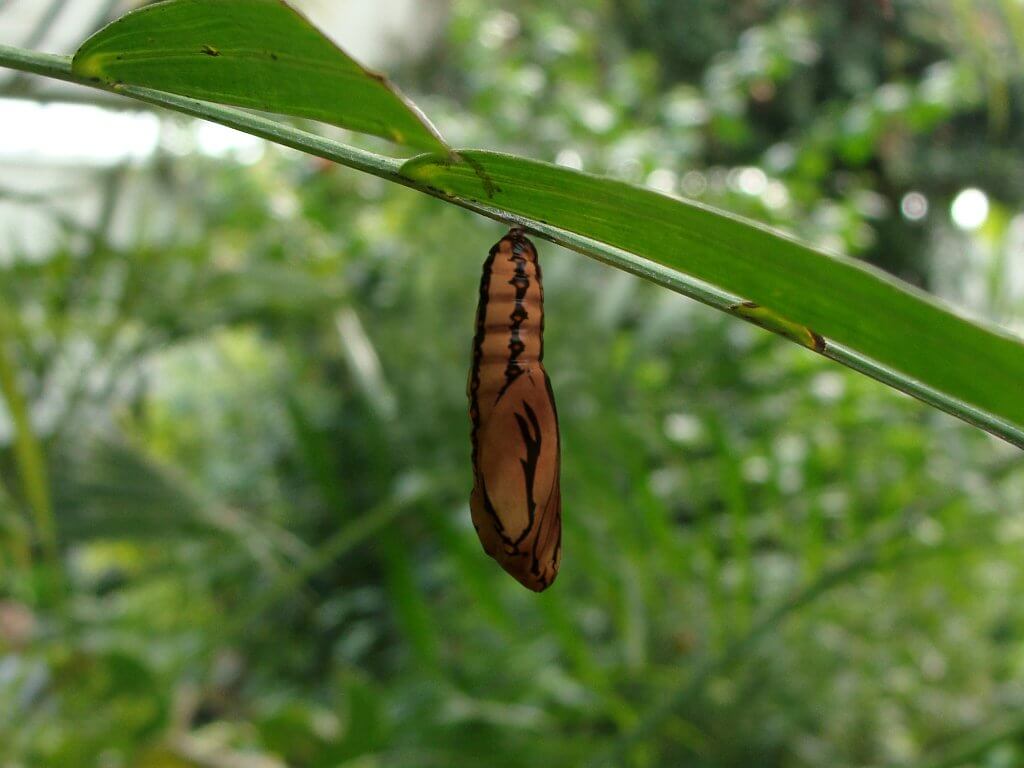 Chrysalis 2 - 3D Model by Gespenst