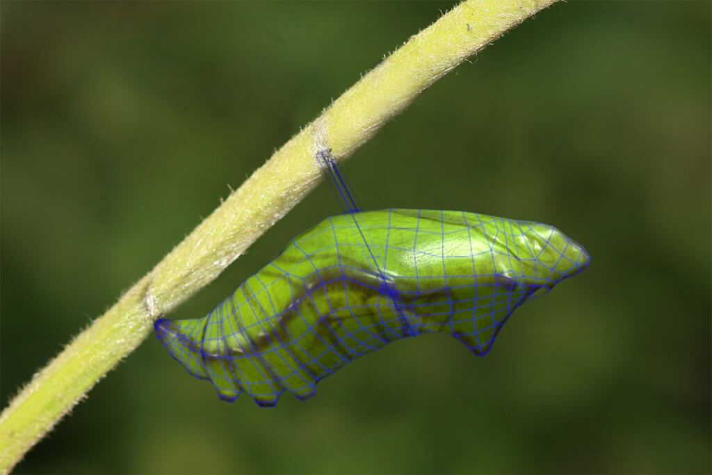 Chrysalis 3 - 3D Model by Gespenst