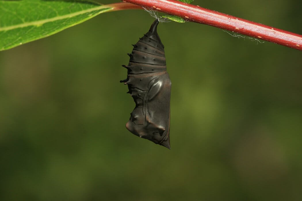 Chrysalis 4 - 3D Model by Gespenst