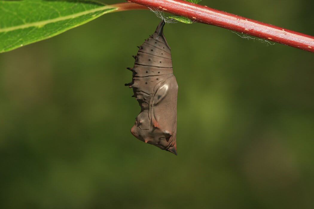 Chrysalis 4 - 3D Model by Gespenst