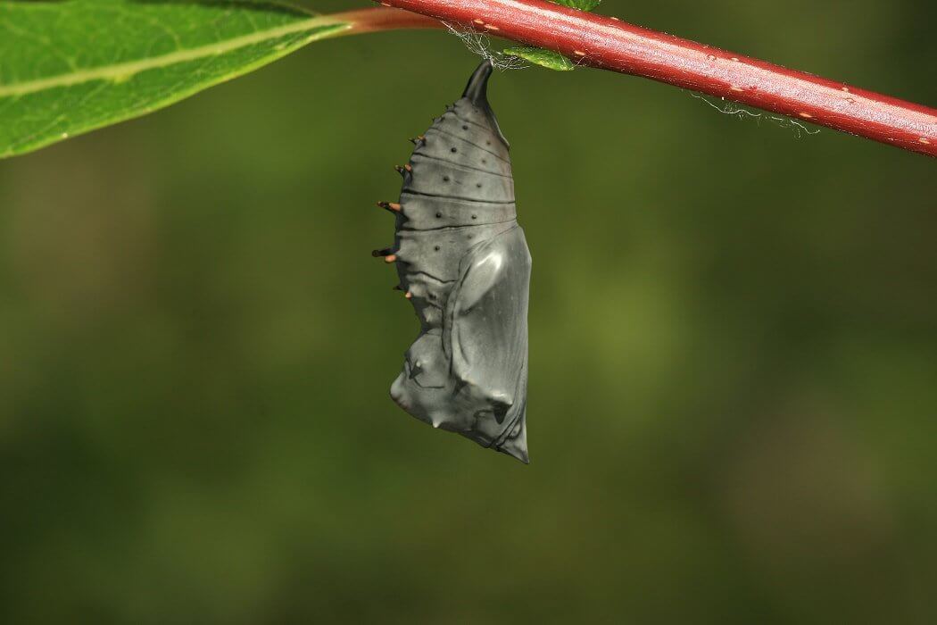 Chrysalis 4 - 3D Model by Gespenst