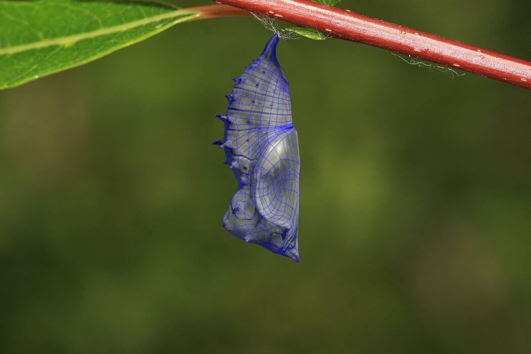 Chrysalis 4 - 3D Model by Gespenst