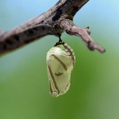 Chrysalis 5 - 3D Model by Gespenst