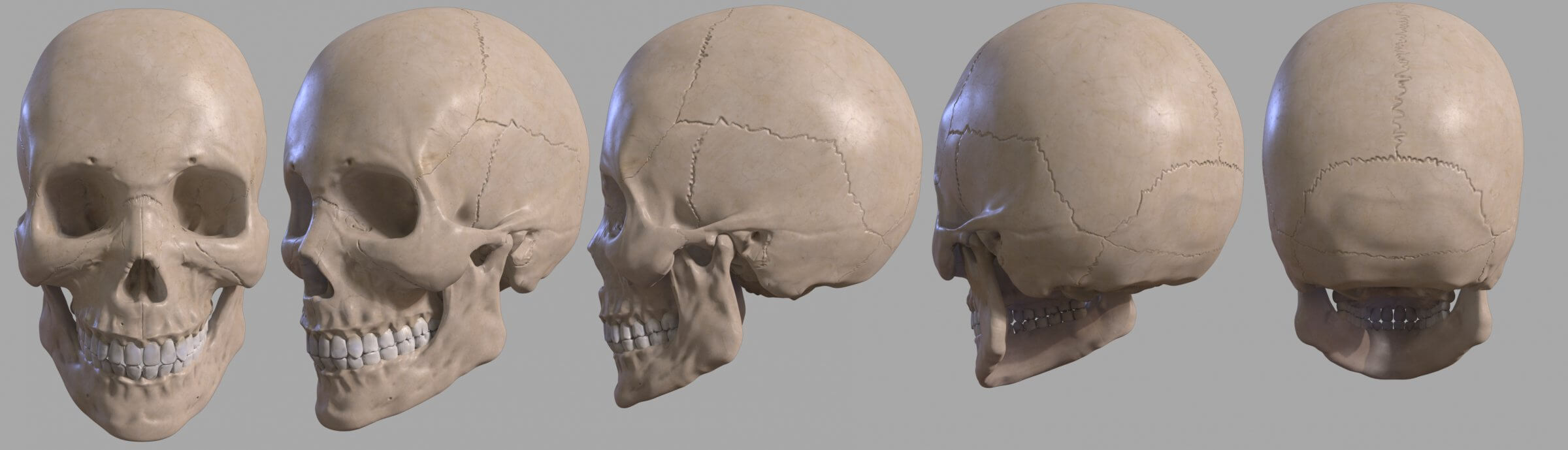 Human Skull - 3D Model by Gespenst