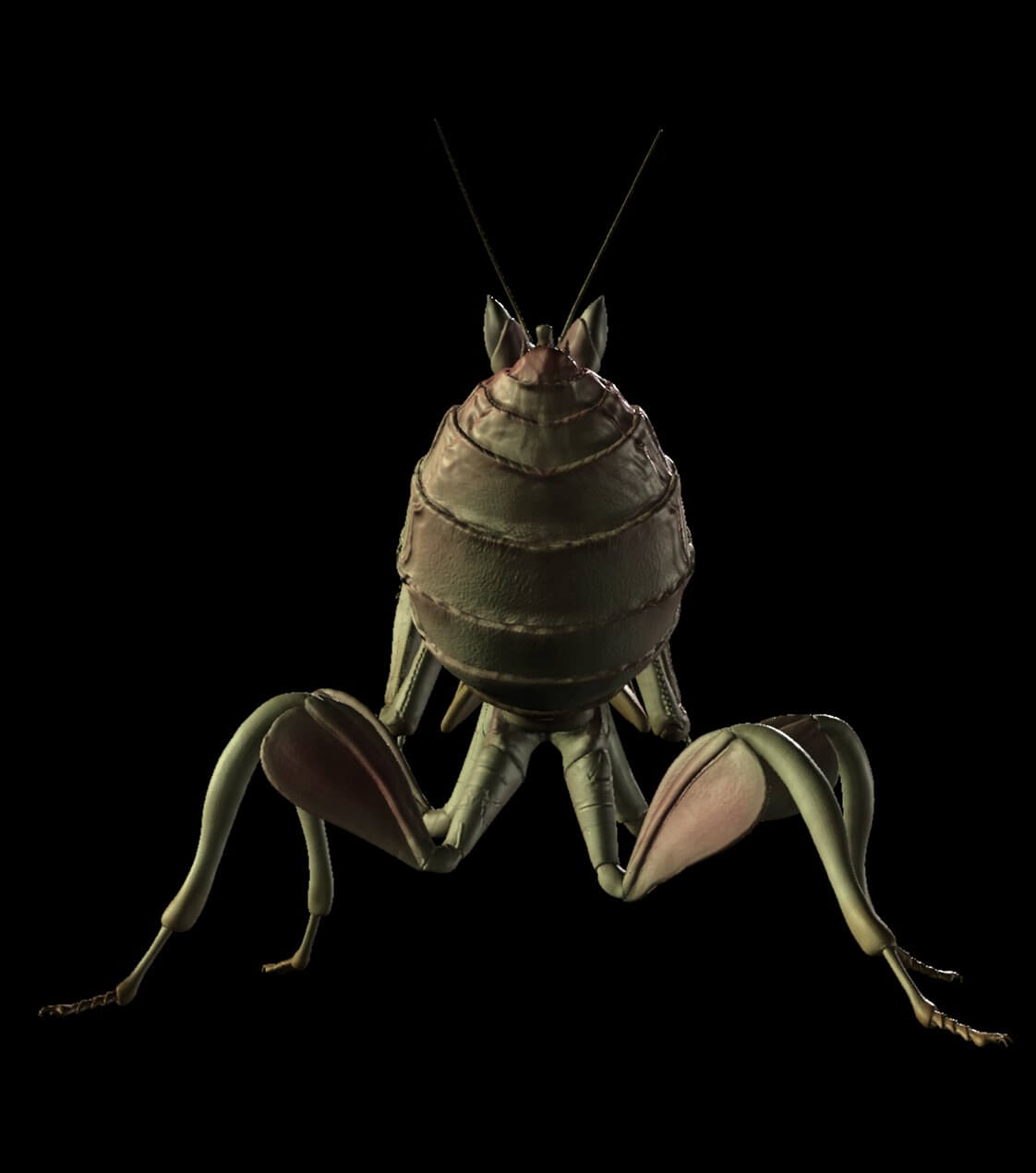 Orchid Mantis - 3D Model by Gespenst