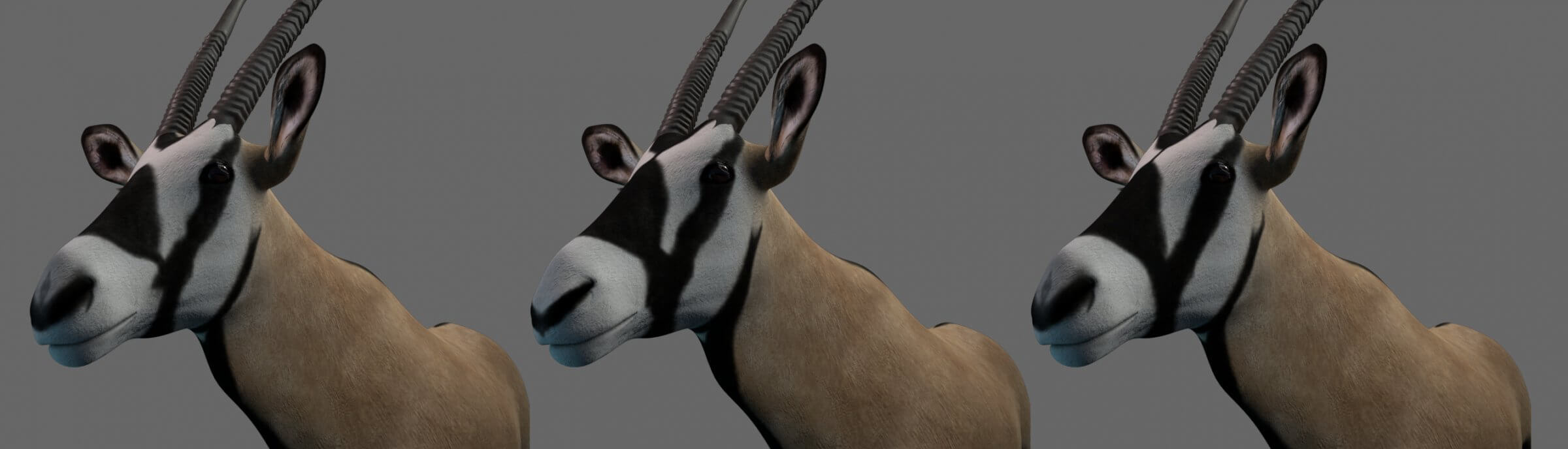 South African Oryx - 3D Model by Gespenst