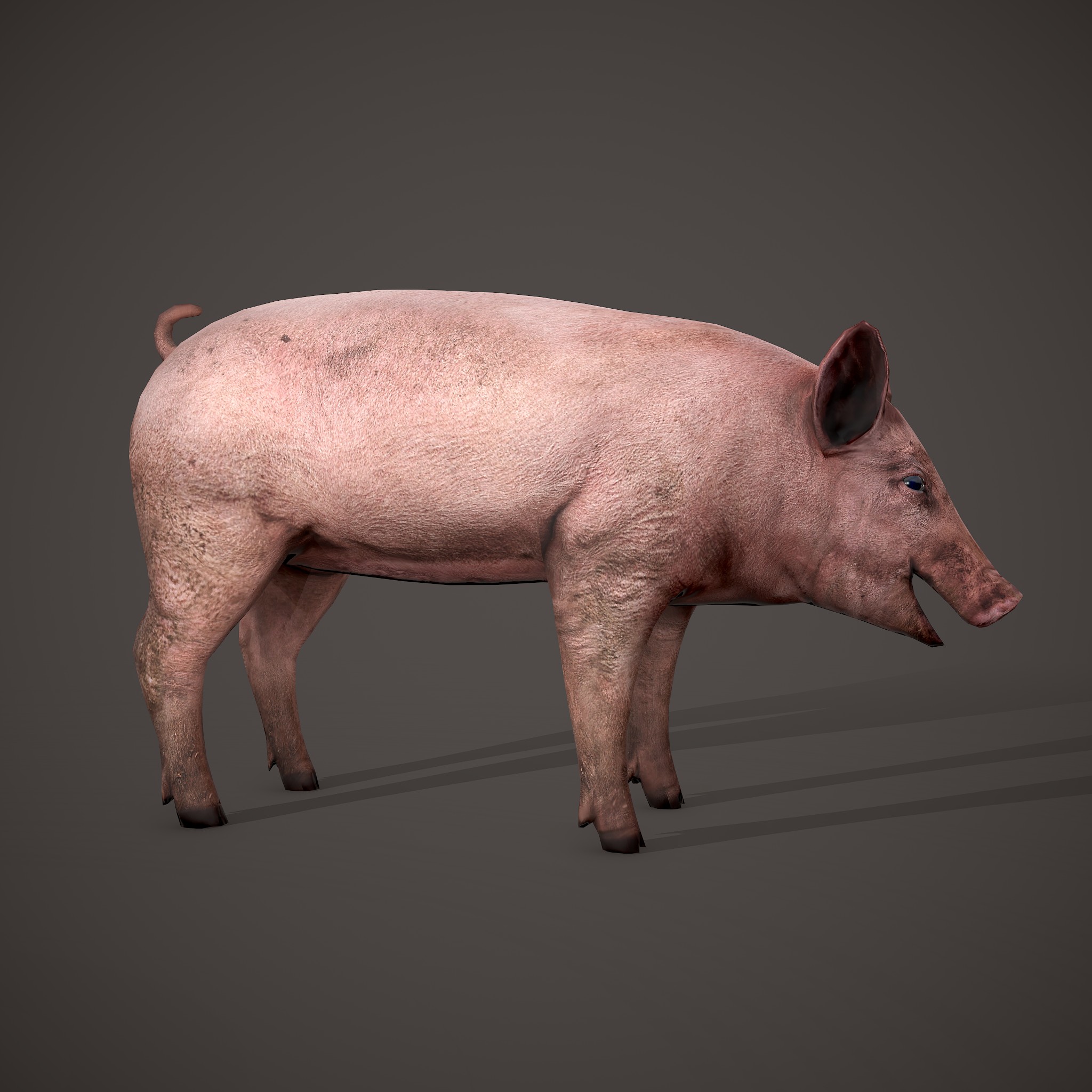 Dirty Pig Animal - 3D Model by Get Dead Entertainment
