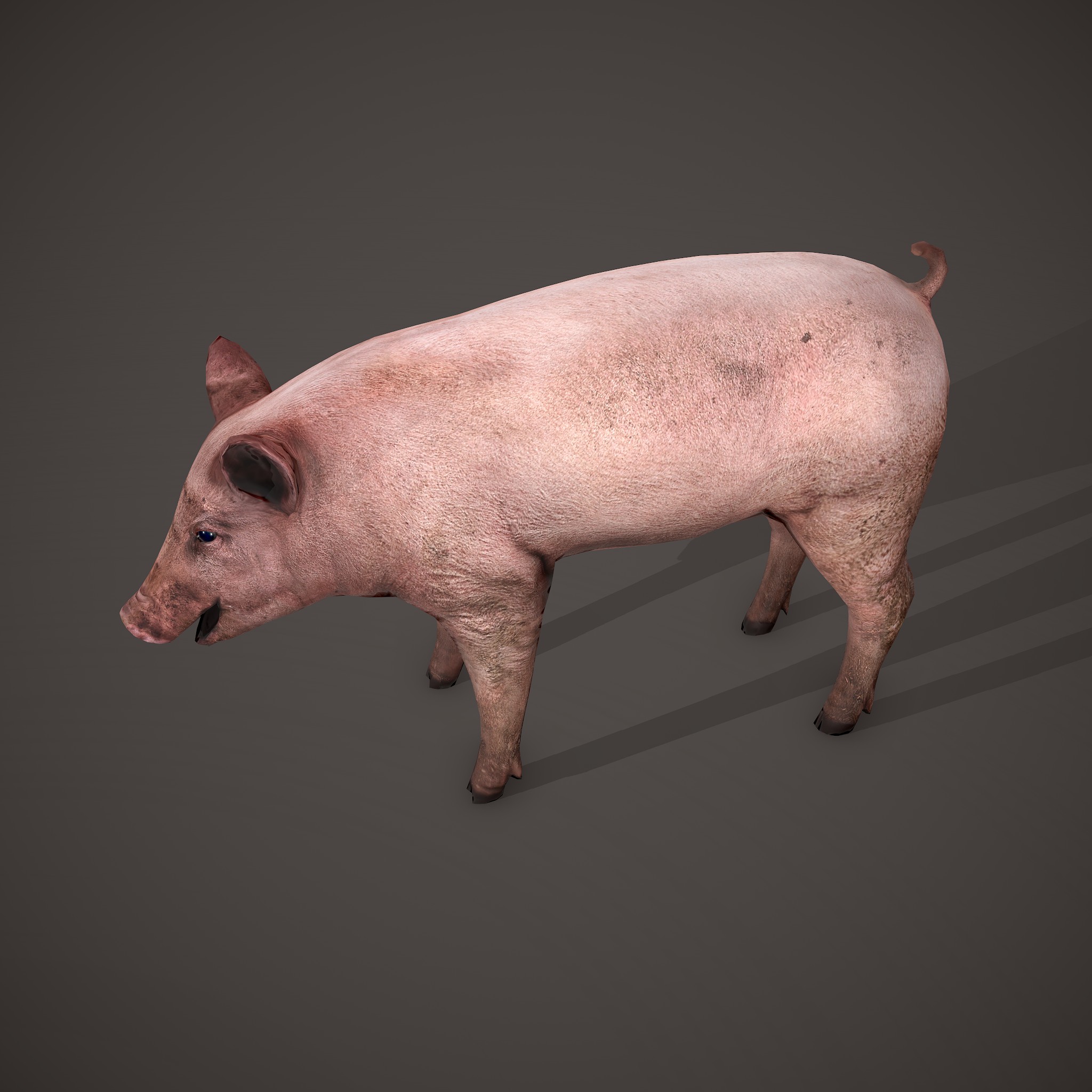 Dirty Pig Animal - 3D Model by Get Dead Entertainment