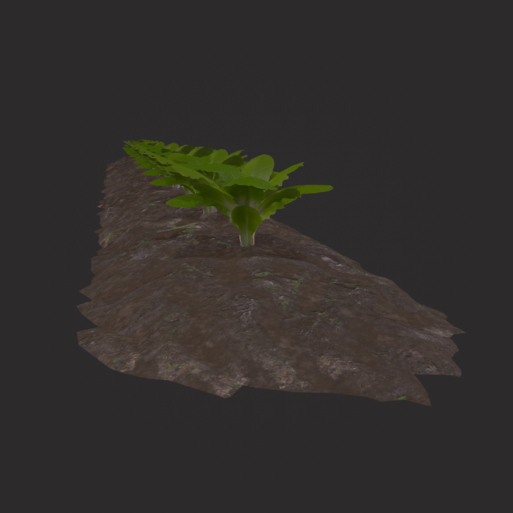 Farmers Crops Lettuce - 3D Model by Get Dead Entertainment