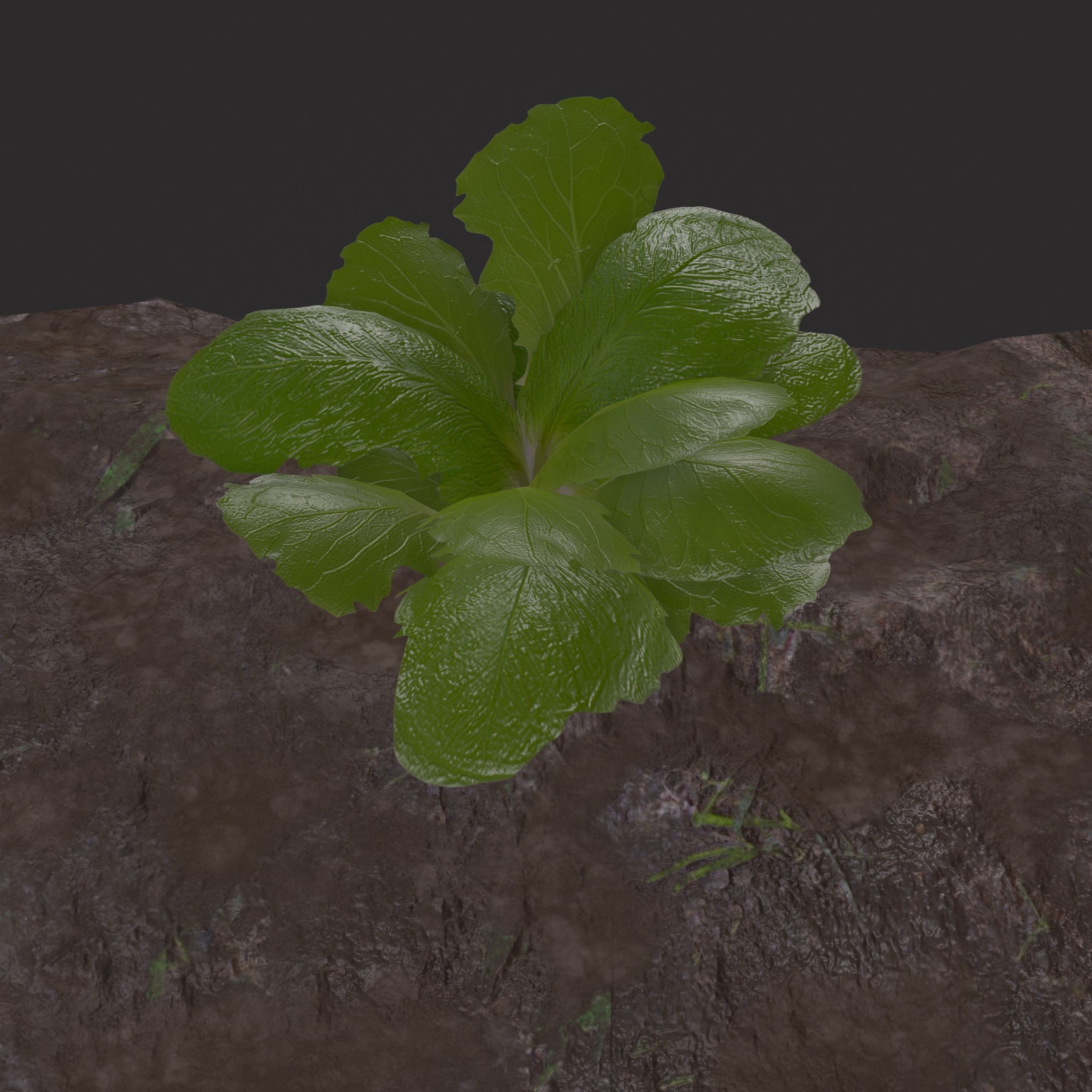 Farmers Crops Lettuce - 3D Model by Get Dead Entertainment