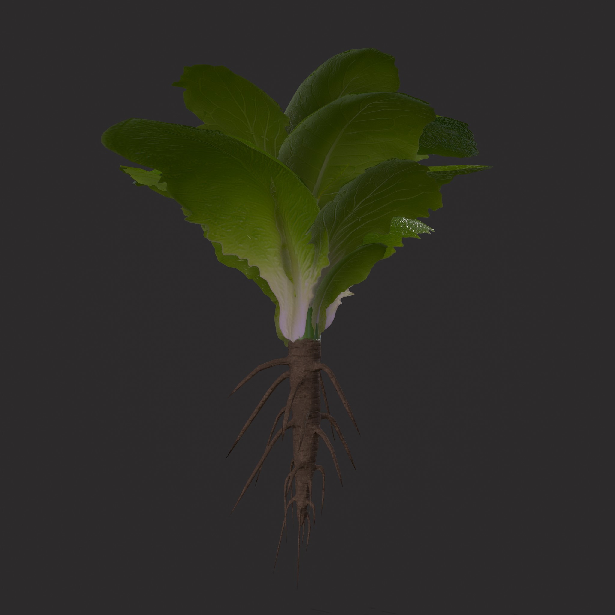 Farmers Crops Lettuce - 3D Model by Get Dead Entertainment