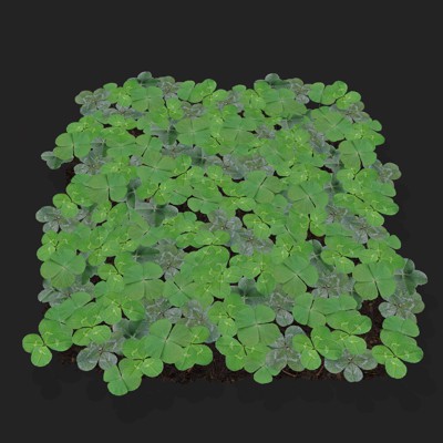 Four Leaf Clover Patch - 3D Model by Get Dead Entertainment