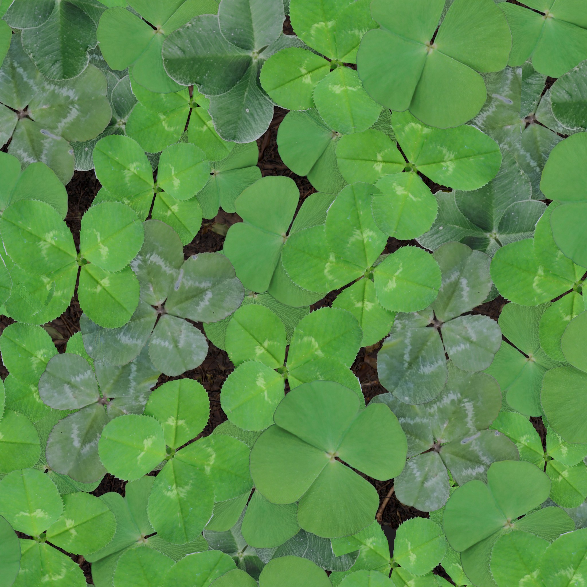 Four Leaf Clover Patch - 3D Model by Get Dead Entertainment
