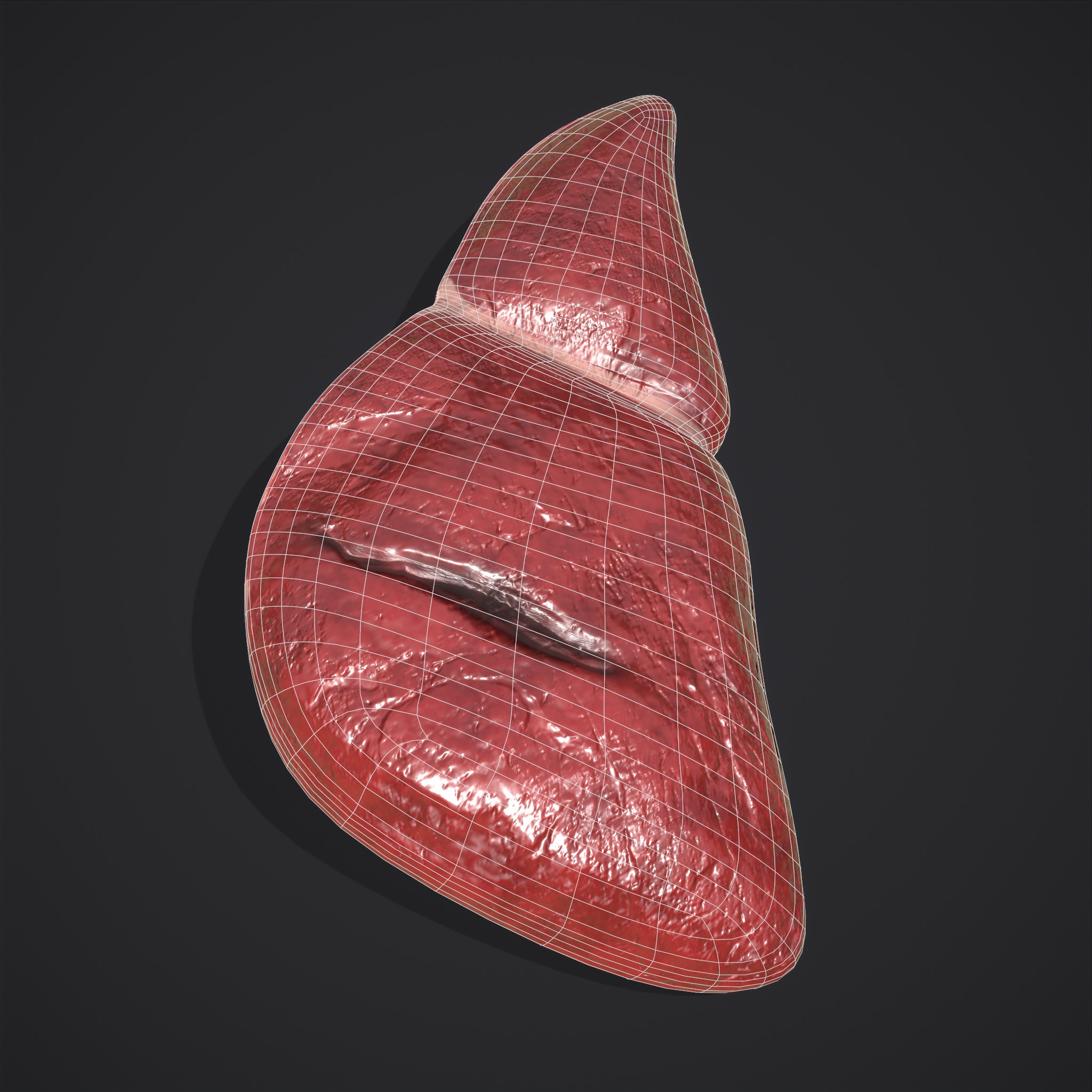 Human Liver Models - 3D Model by Get Dead Entertainment
