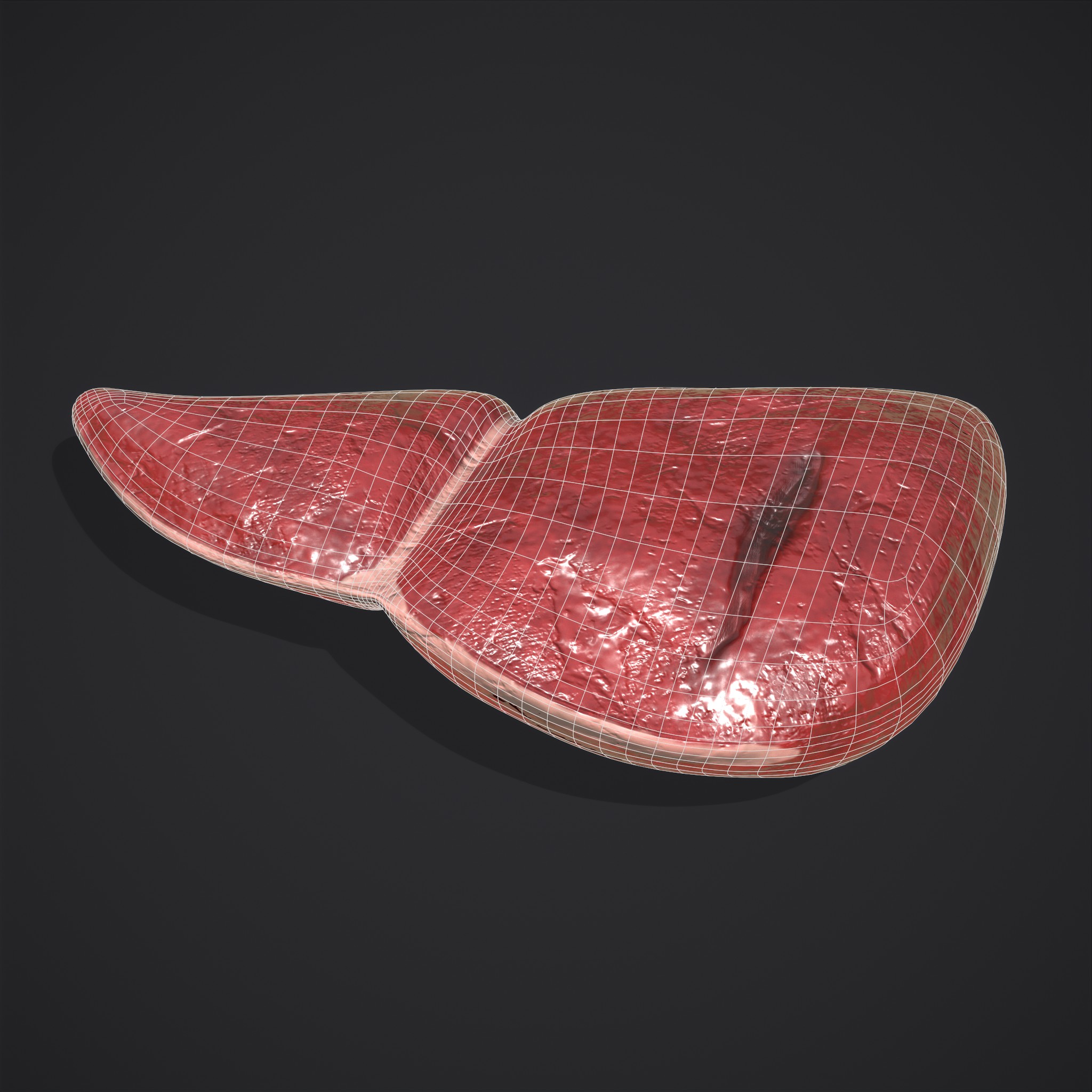 Human Liver Models - 3D Model by Get Dead Entertainment