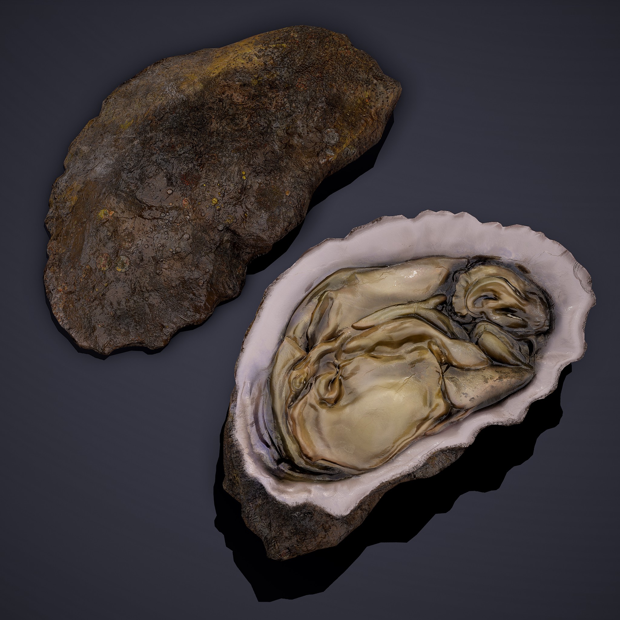 Oyster Model by Get Dead Entertainment