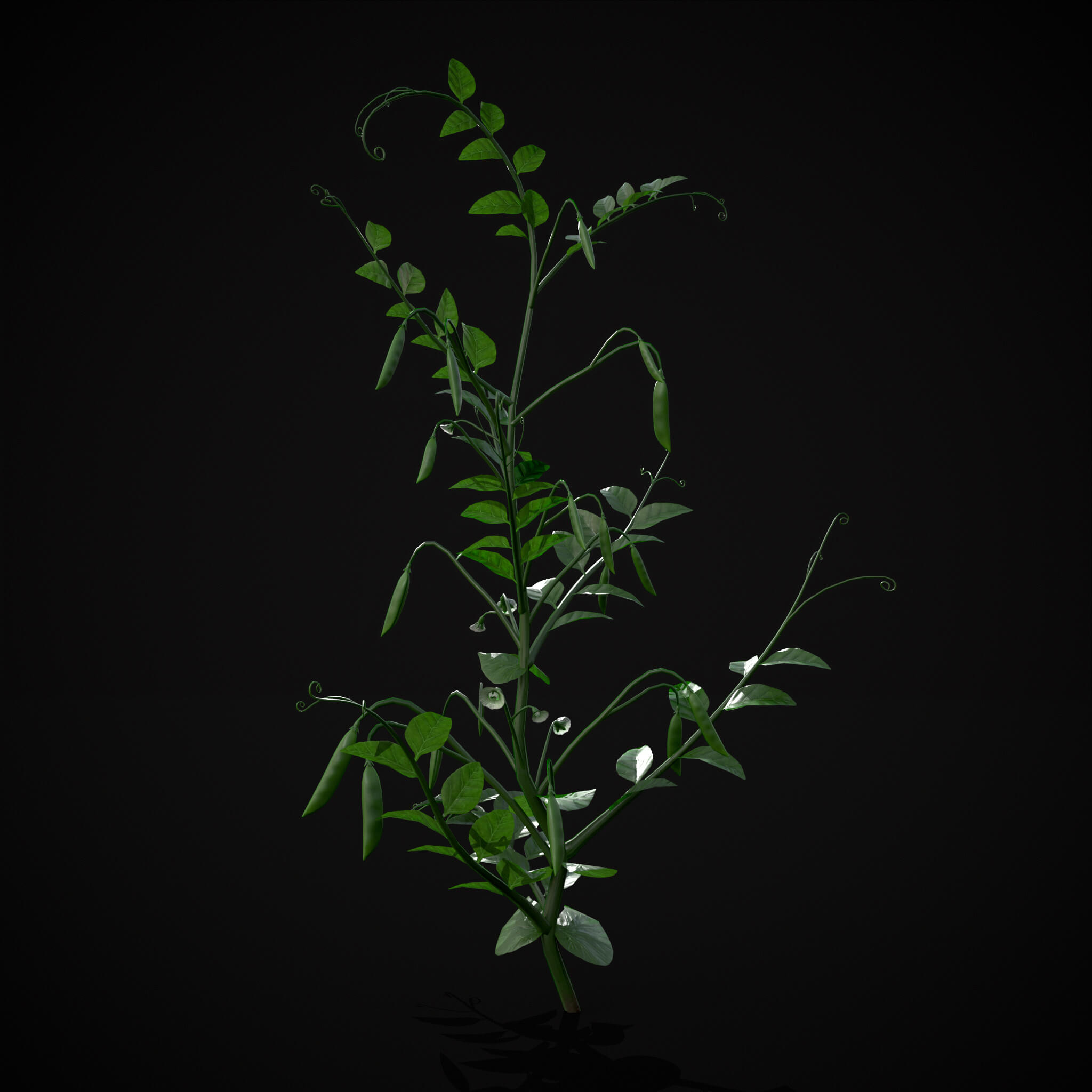 Peas Plant Crop - 3D Model by Get Dead Entertainment