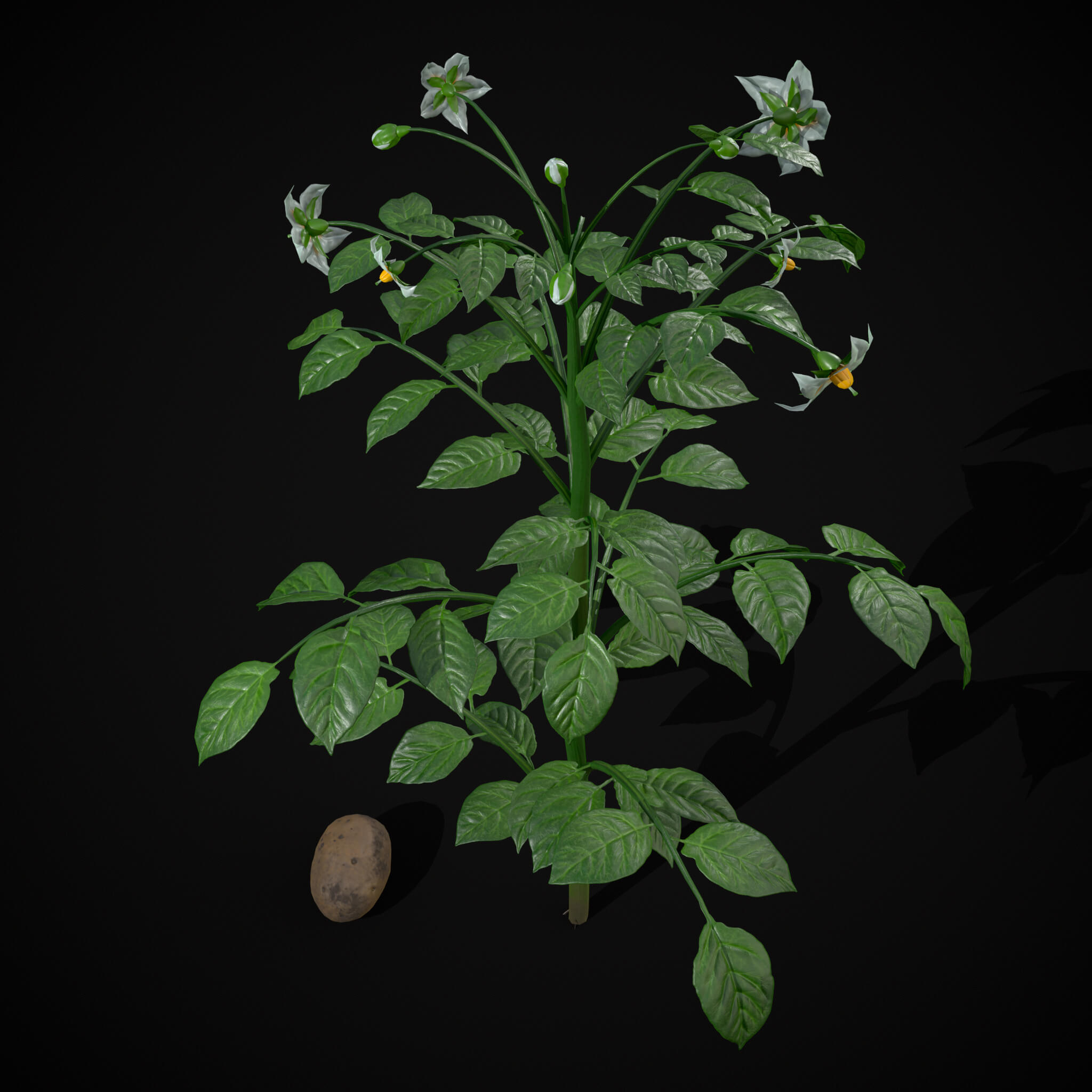 Potato Plant - 3D Model by Get Dead Entertainment
