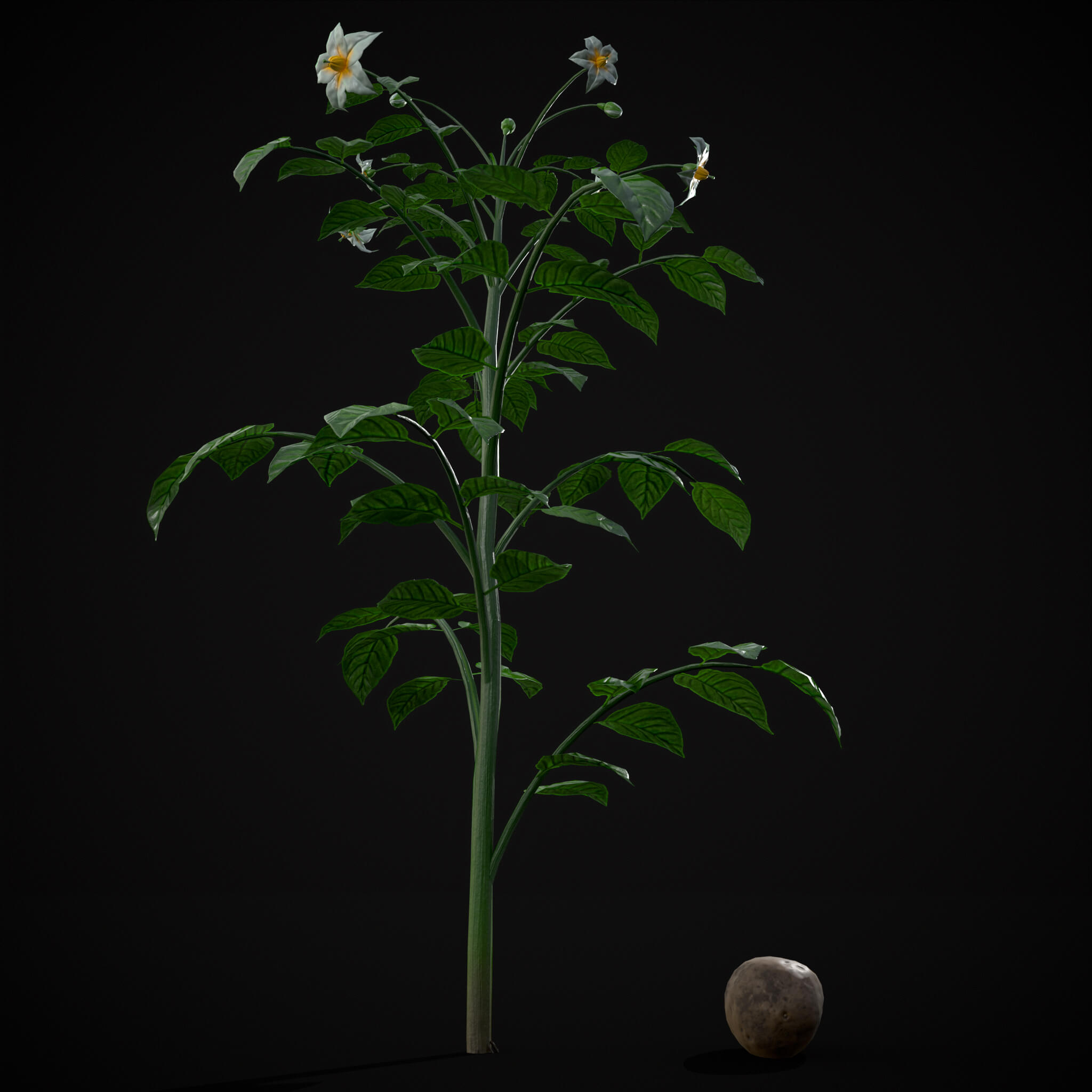 Potato Plant - 3D Model by Get Dead Entertainment