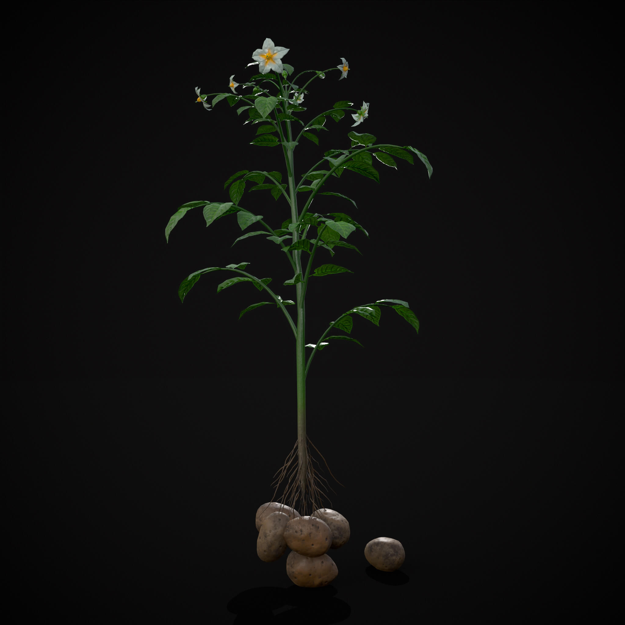 Potato Plant - 3D Model by Get Dead Entertainment
