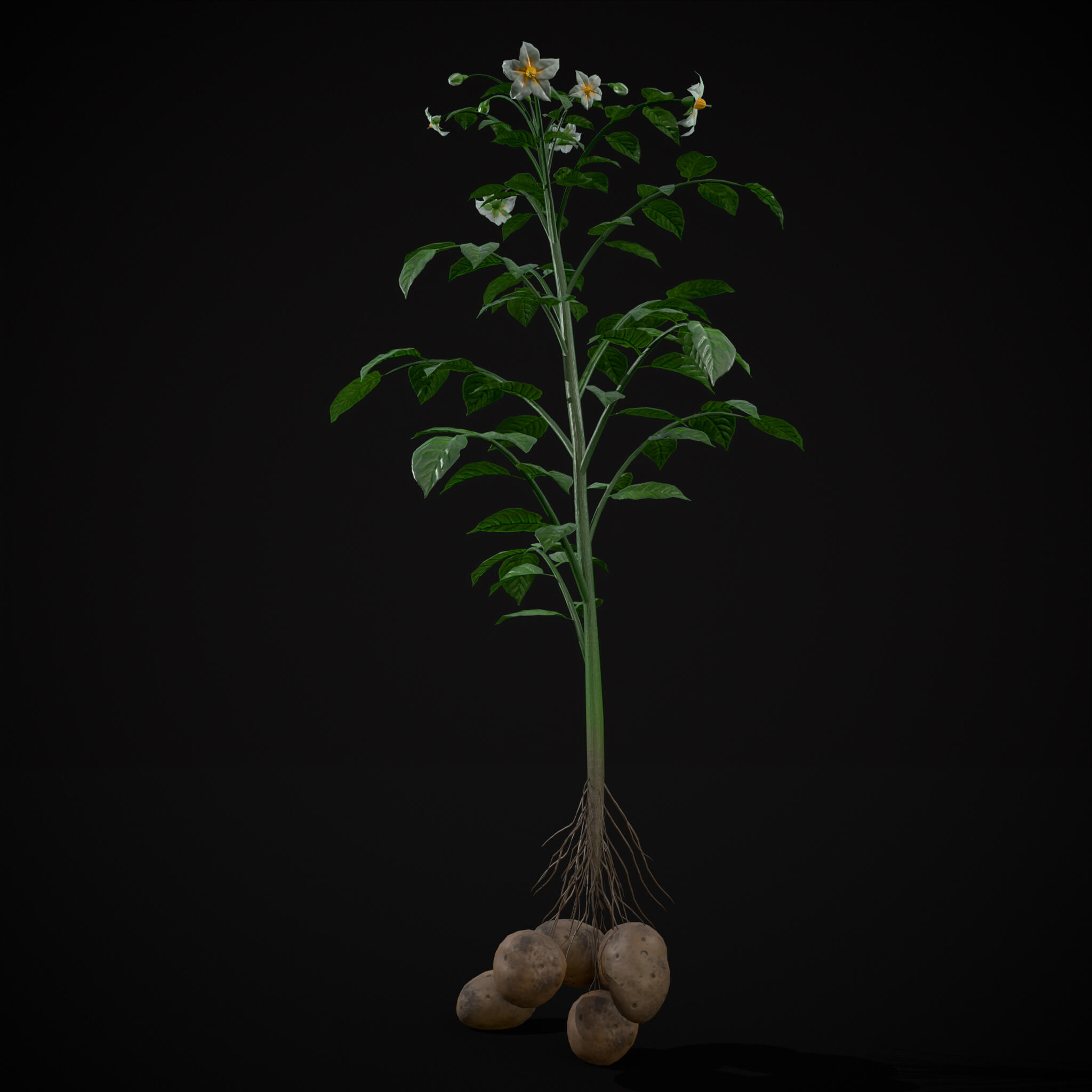 Potato Plant - 3D Model by Get Dead Entertainment