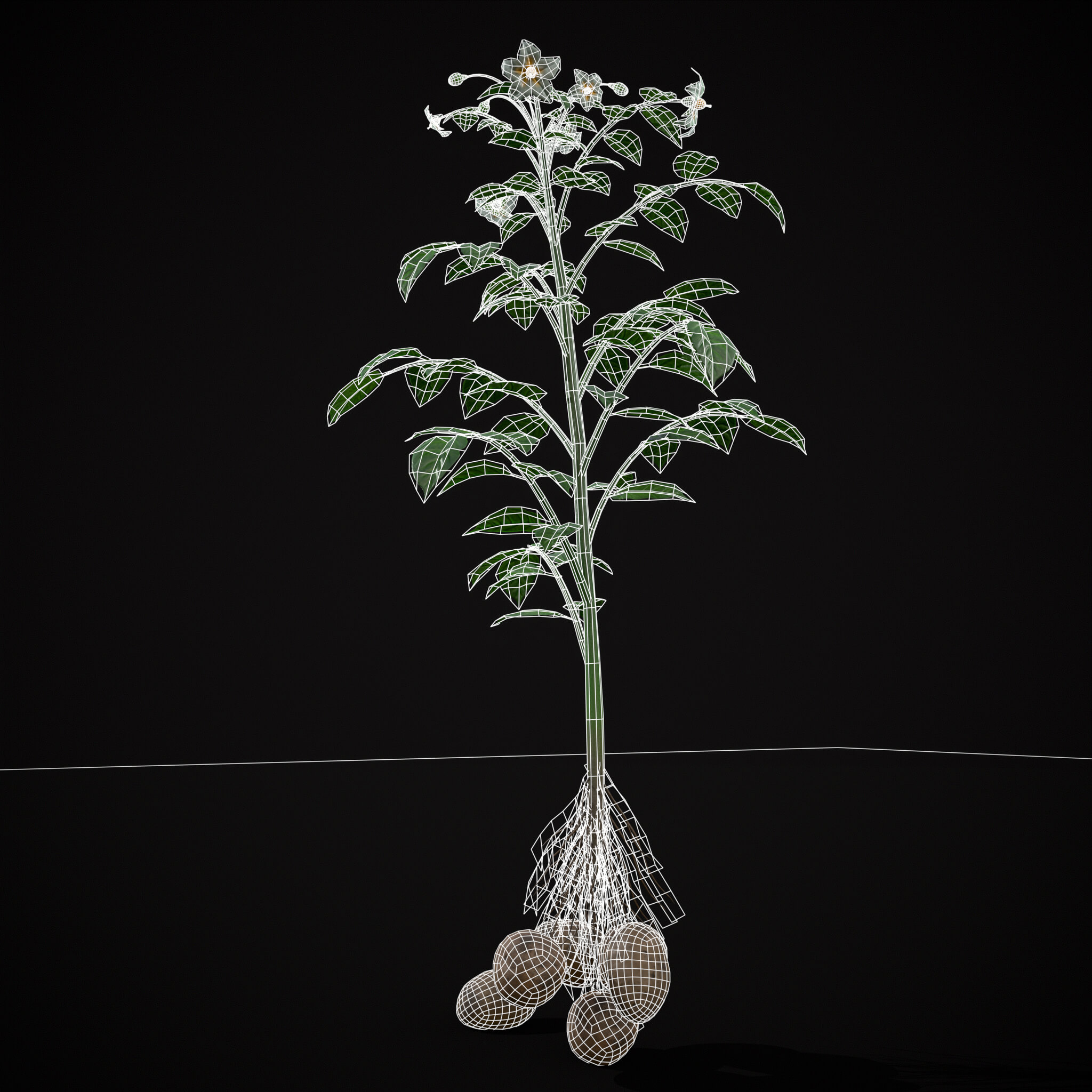 Potato Plant - 3D Model by Get Dead Entertainment