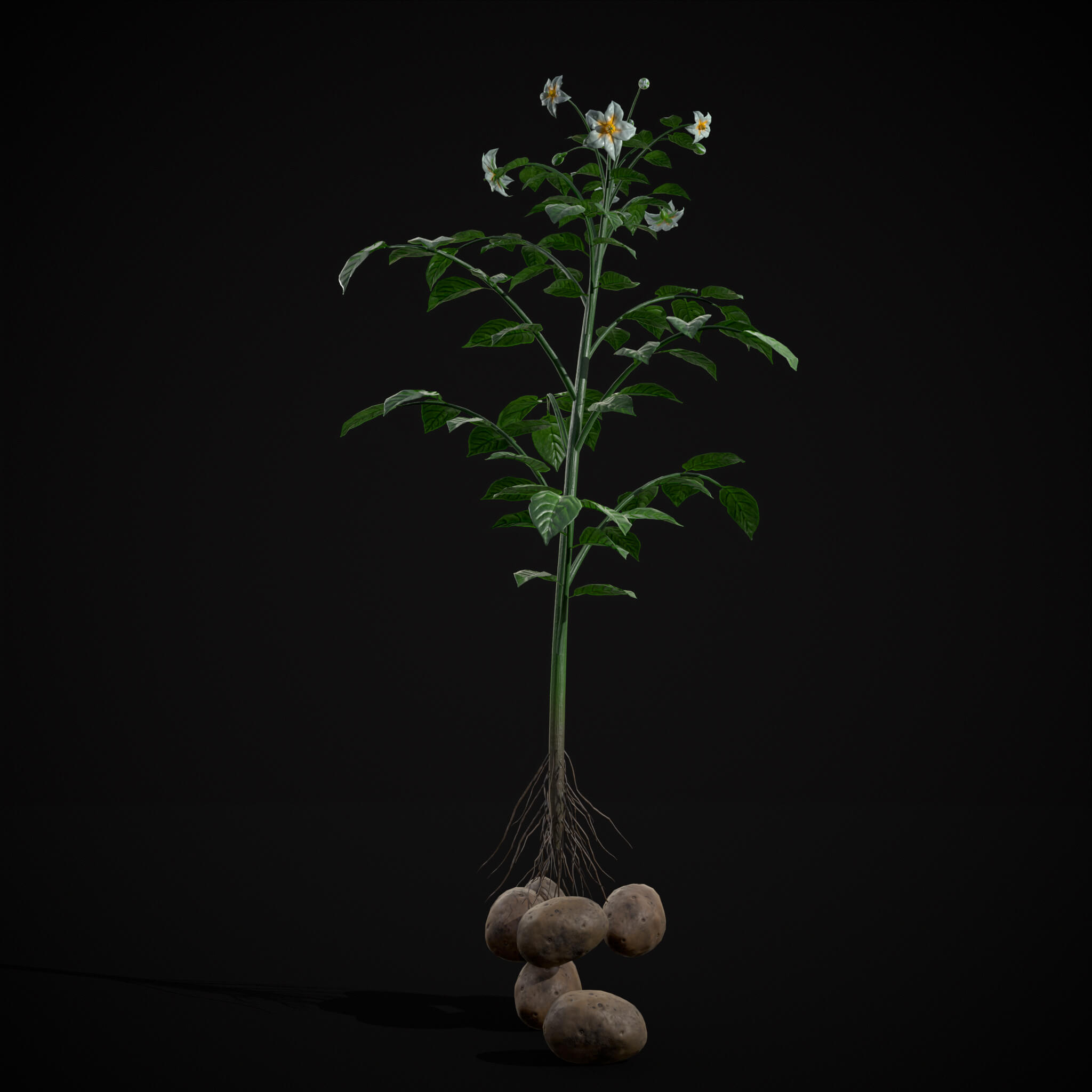 Potato Plant - 3D Model by Get Dead Entertainment
