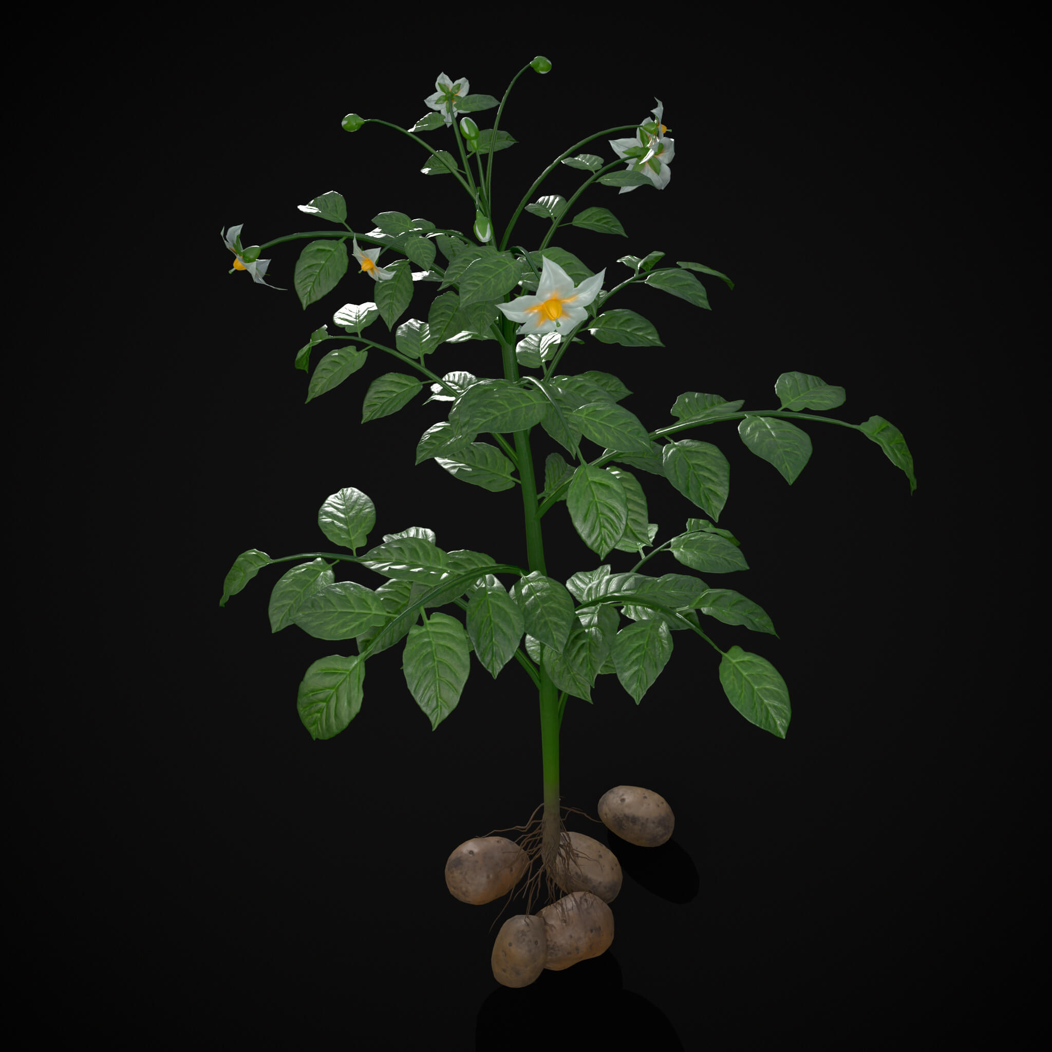 Potato Plant - 3D Model by Get Dead Entertainment