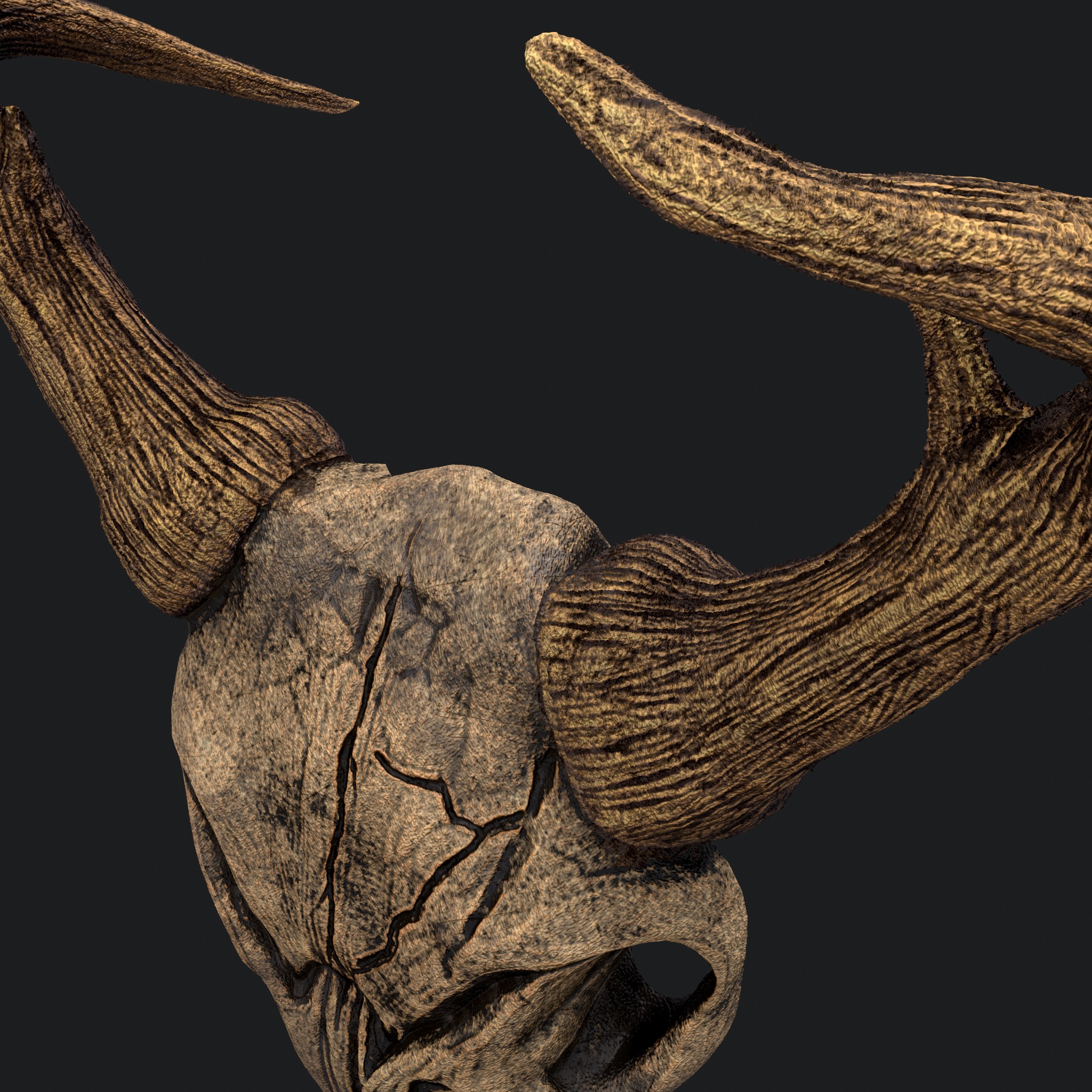 Ram Skull - 3D Model by Get Dead Entertainment