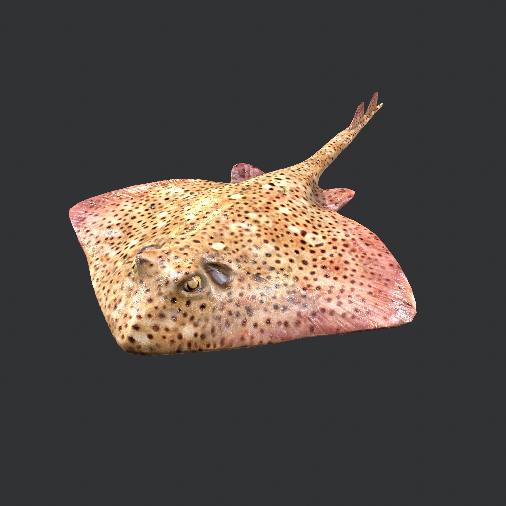 Skate Fish - 3D Model by Get Dead Entertainment