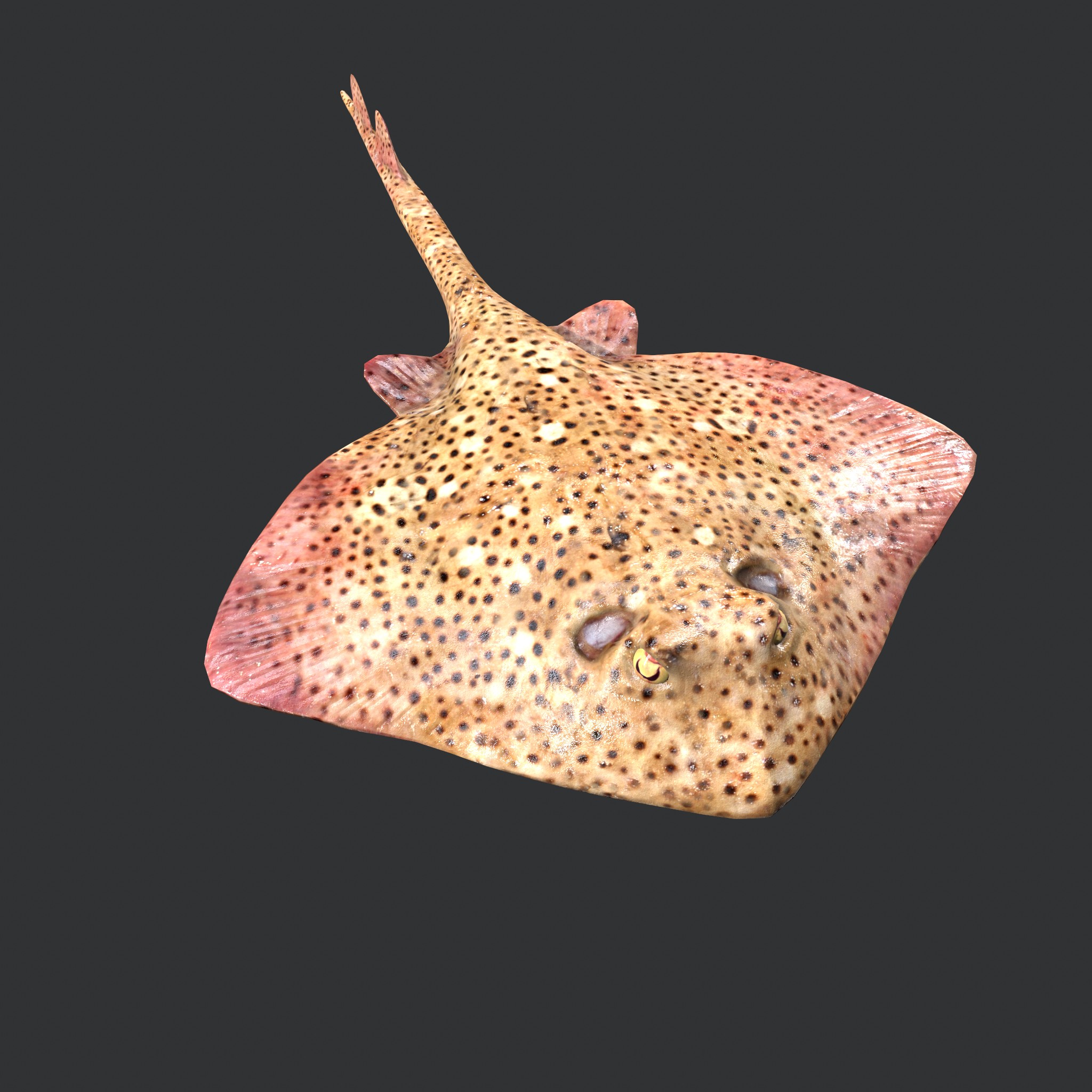 Skate Fish - 3D Model by Get Dead Entertainment