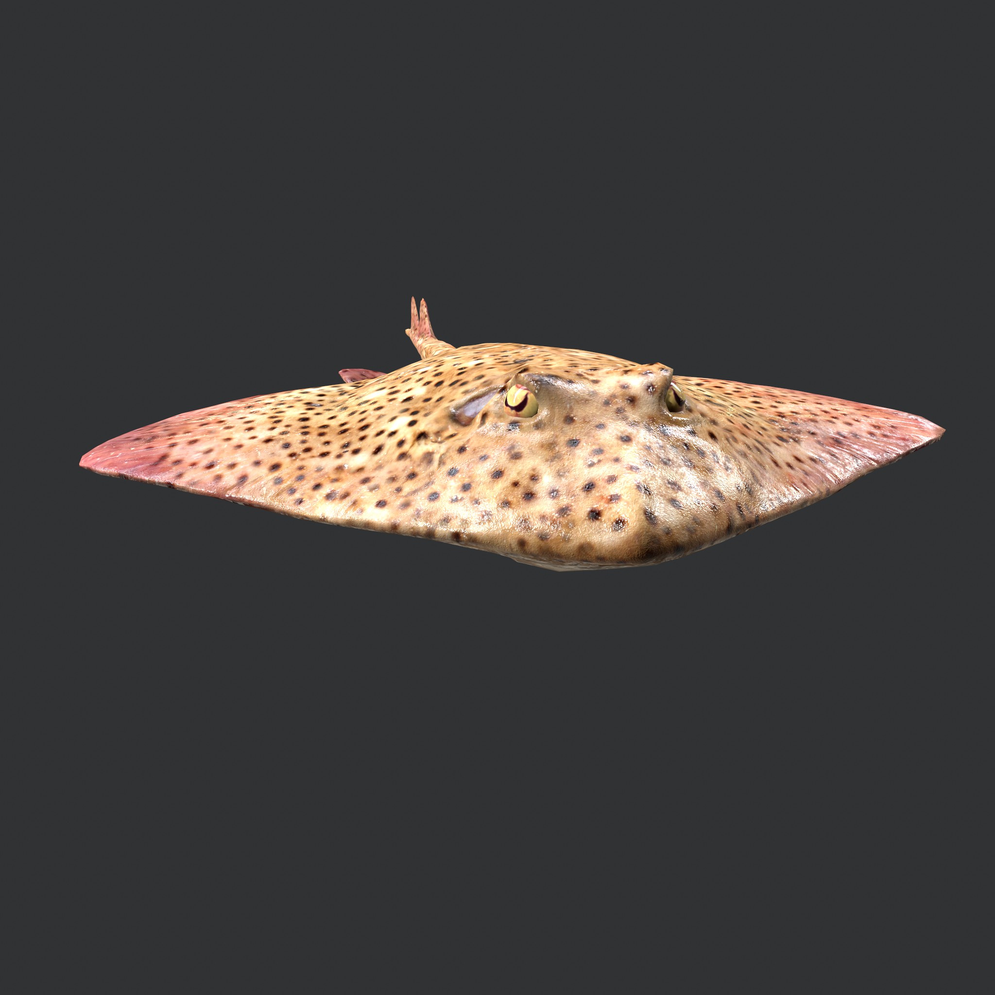 Skate Fish - 3D Model by Get Dead Entertainment